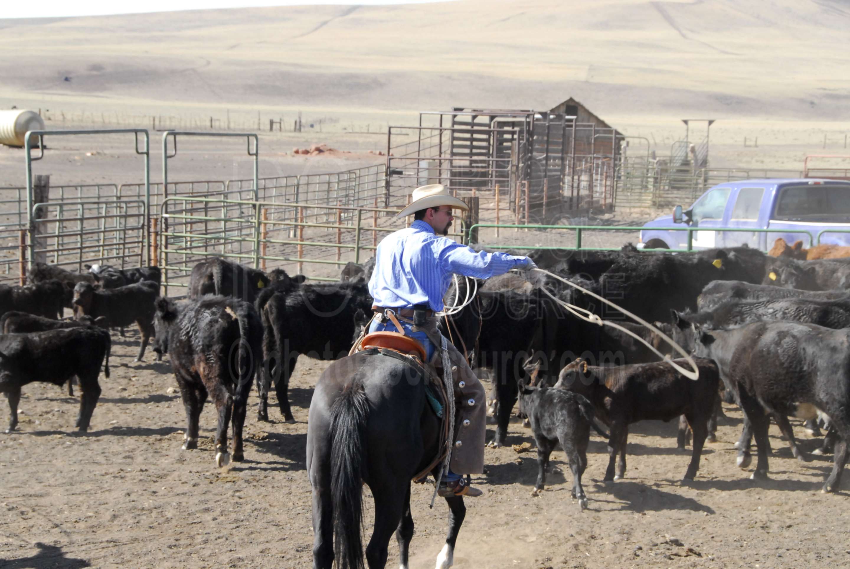 Cowboys Roping Gallery