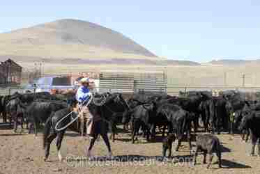 Cowboys Roping Gallery