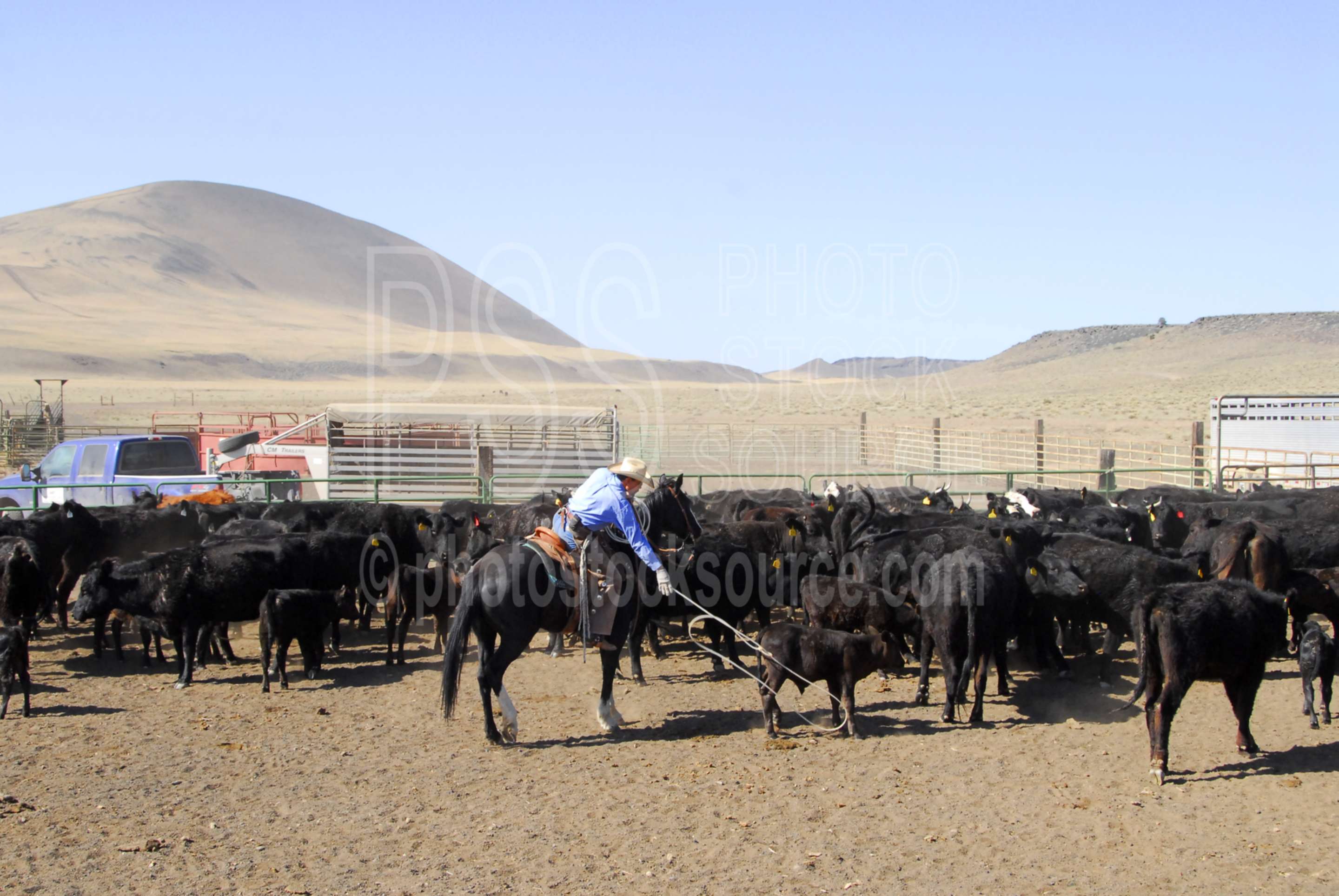 Cowboys Roping Gallery