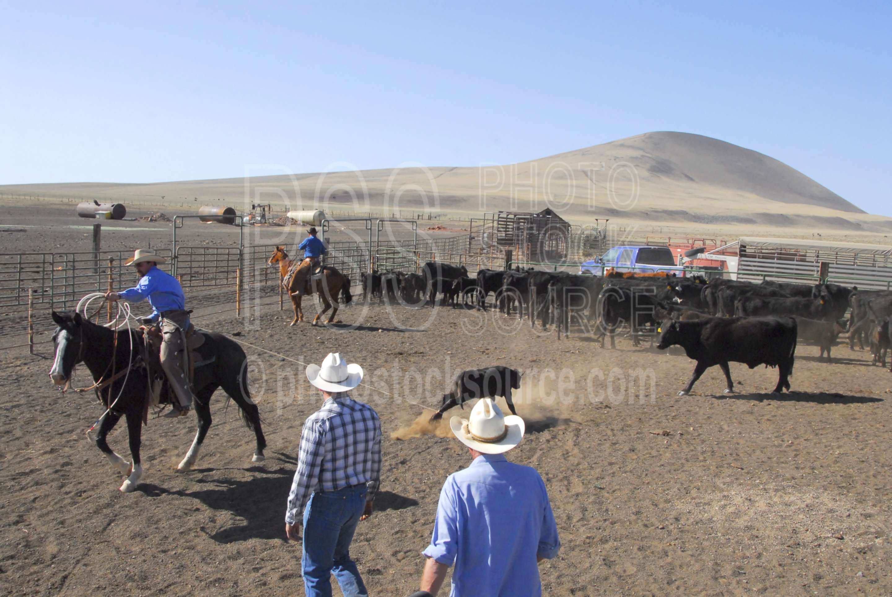 Cowboys Roping Gallery