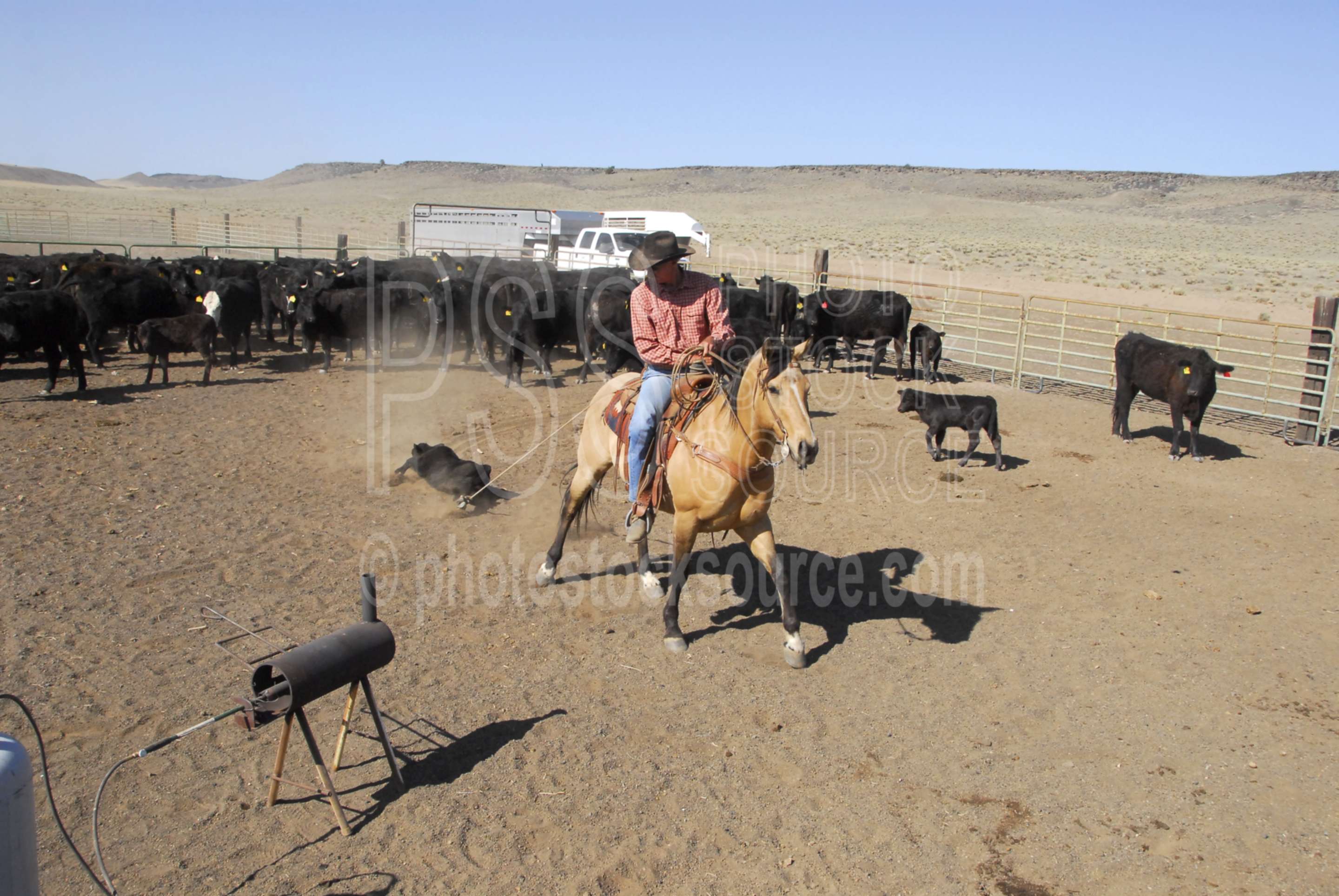 Cowboys Roping Gallery