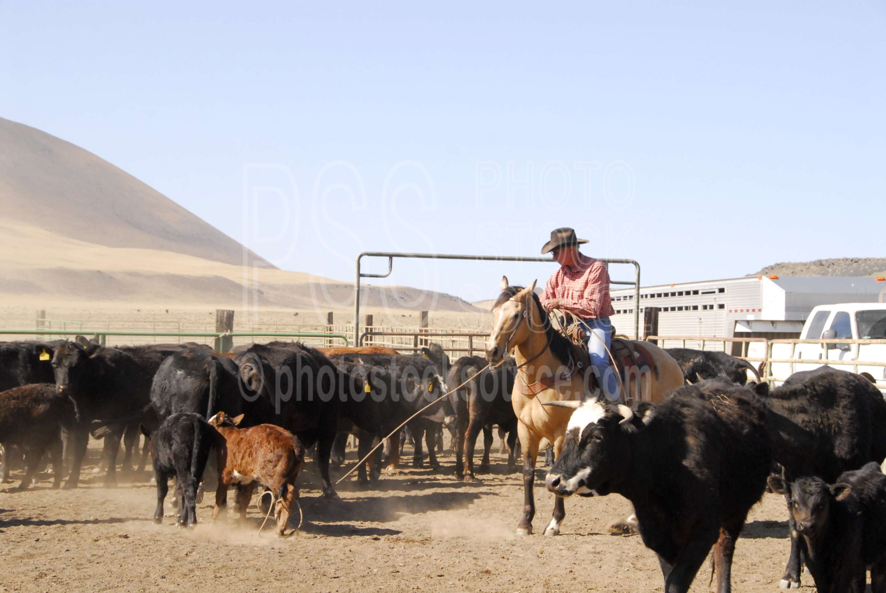 Cowboys Roping Gallery
