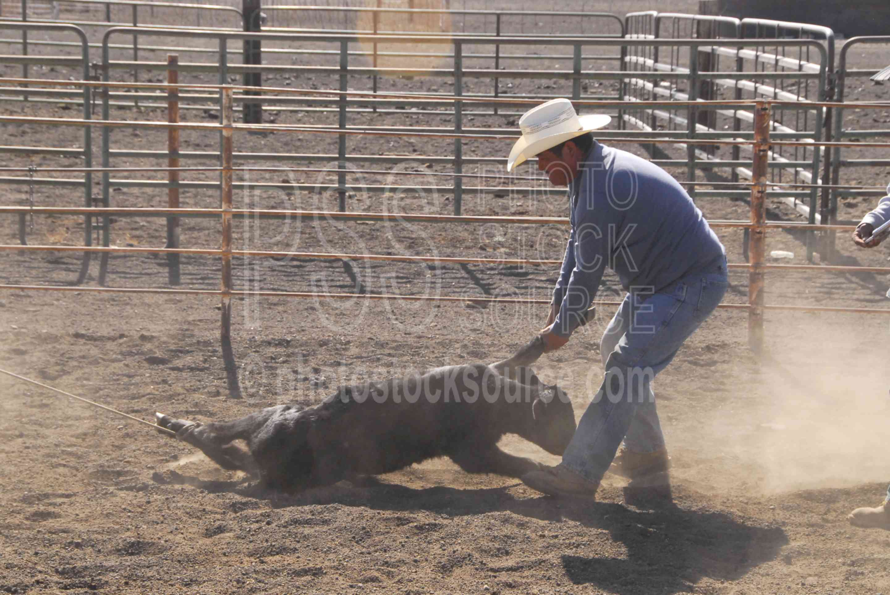 Cowboys Roping Gallery