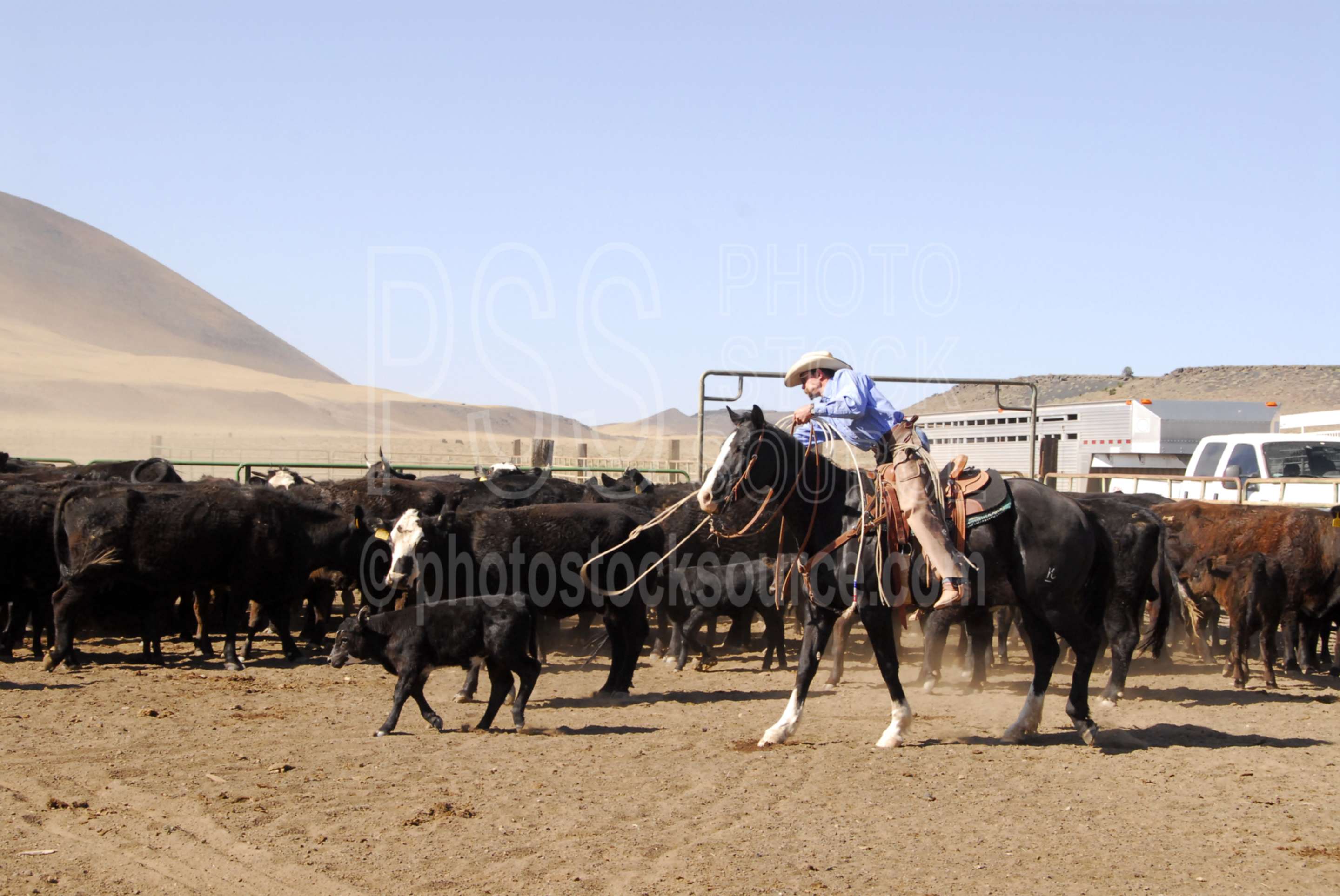Cowboys Roping Gallery
