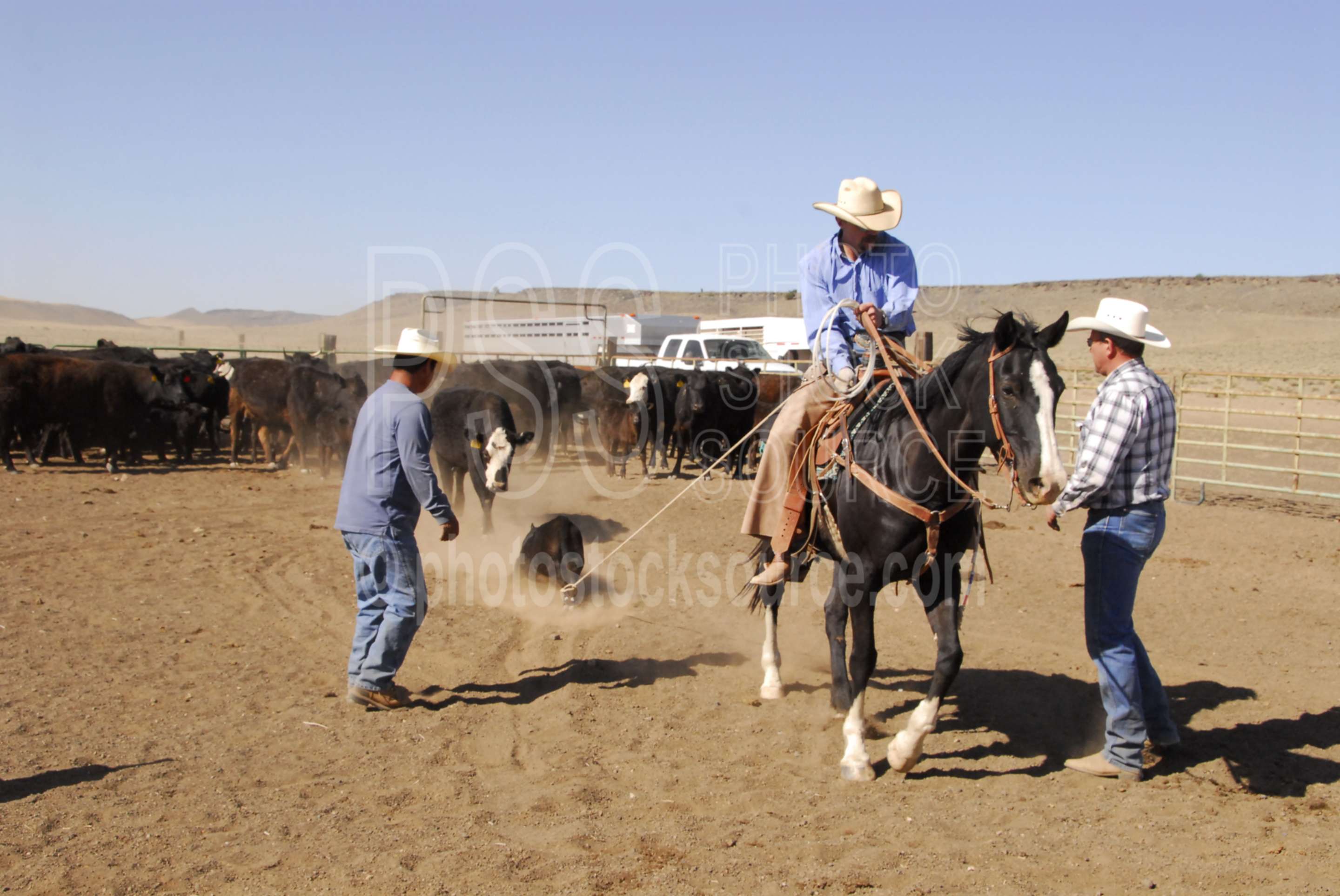 Cowboys Roping Gallery