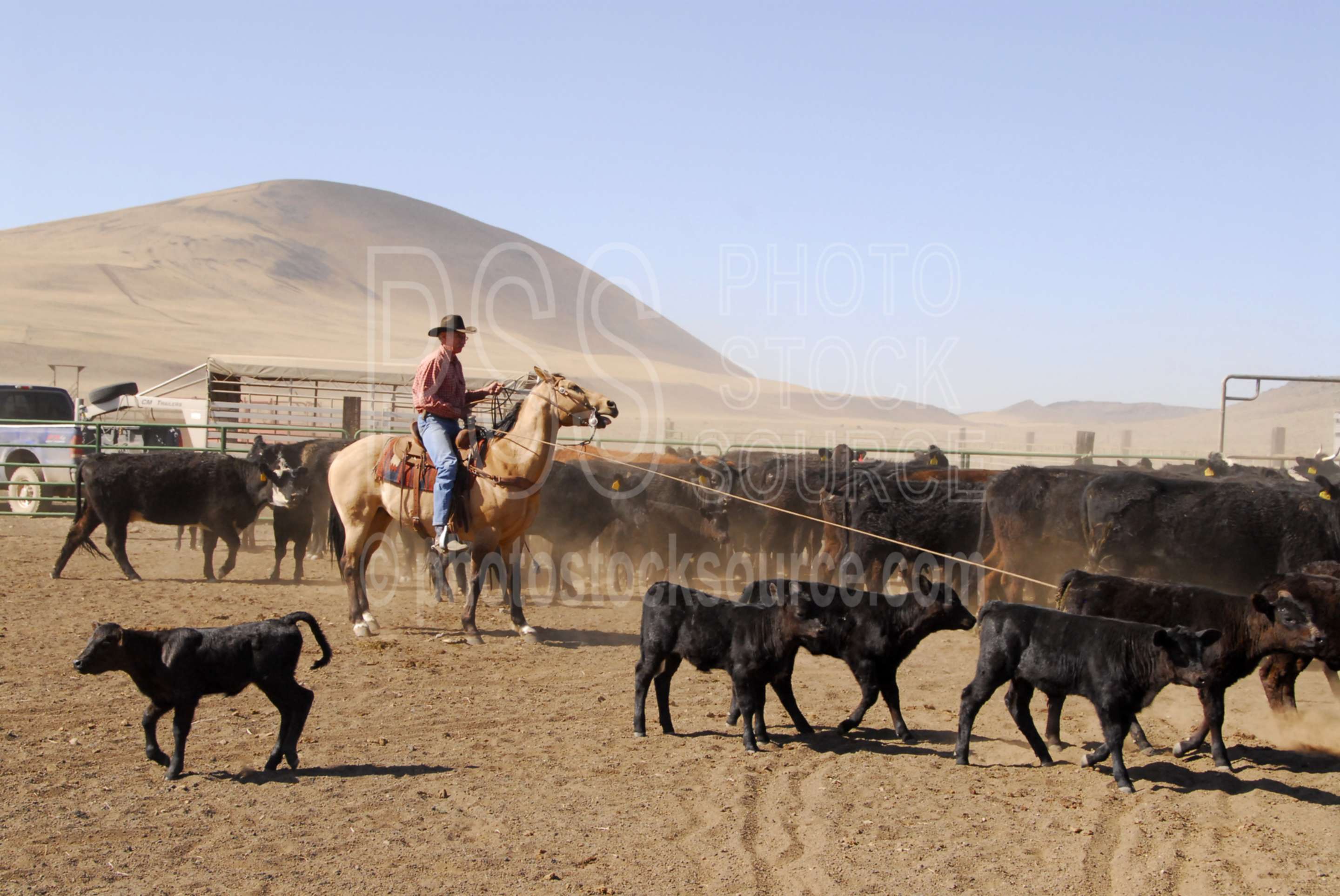 Cowboys Roping Gallery