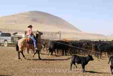 Cowboys Roping Gallery