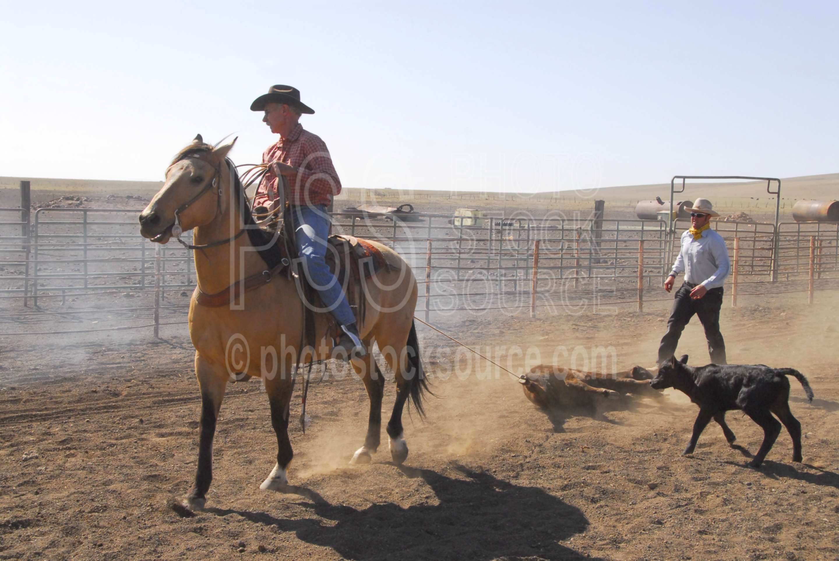 Cowboys Roping Gallery