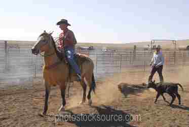 Cowboys Roping Gallery