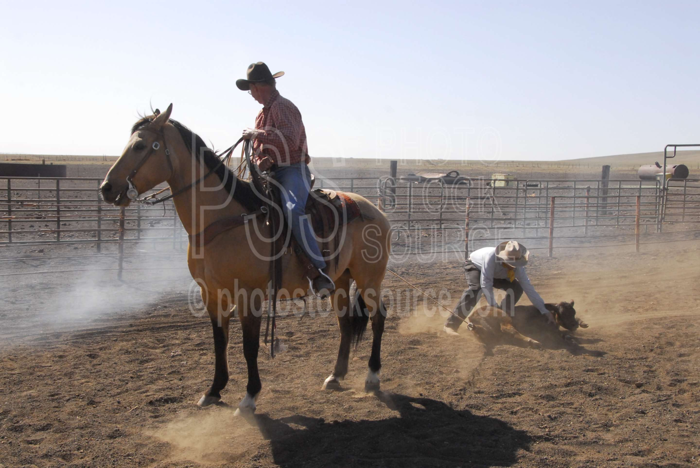 Cowboys Roping Gallery