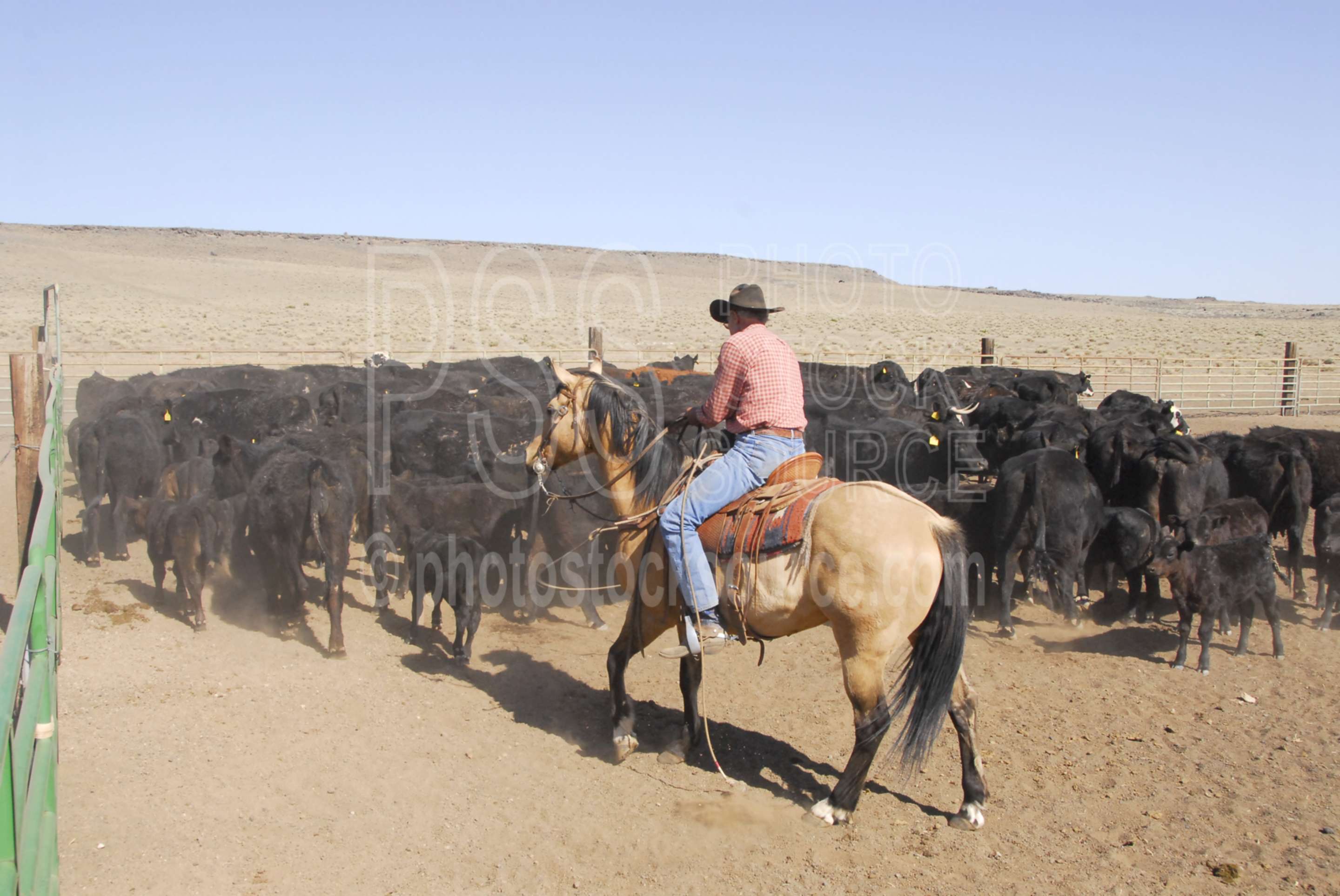 Cowboys Roping Gallery