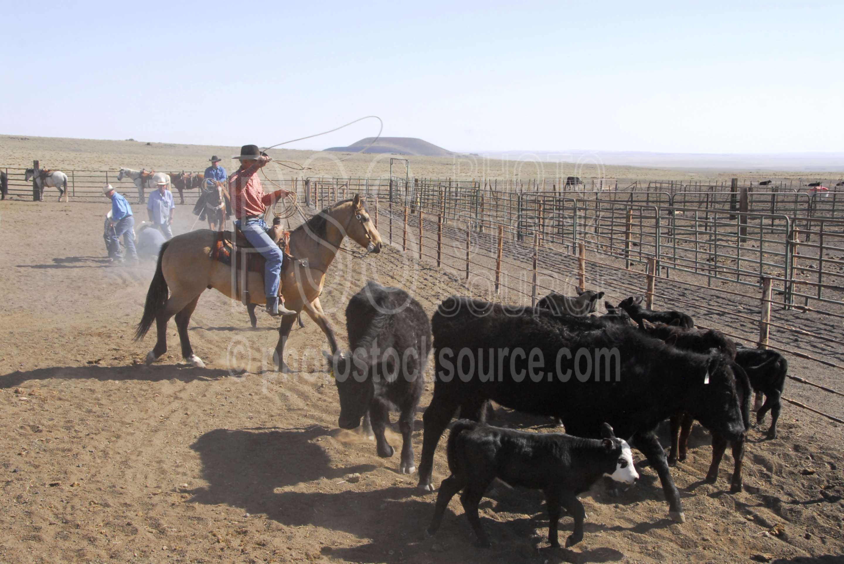 Cowboys Roping Gallery