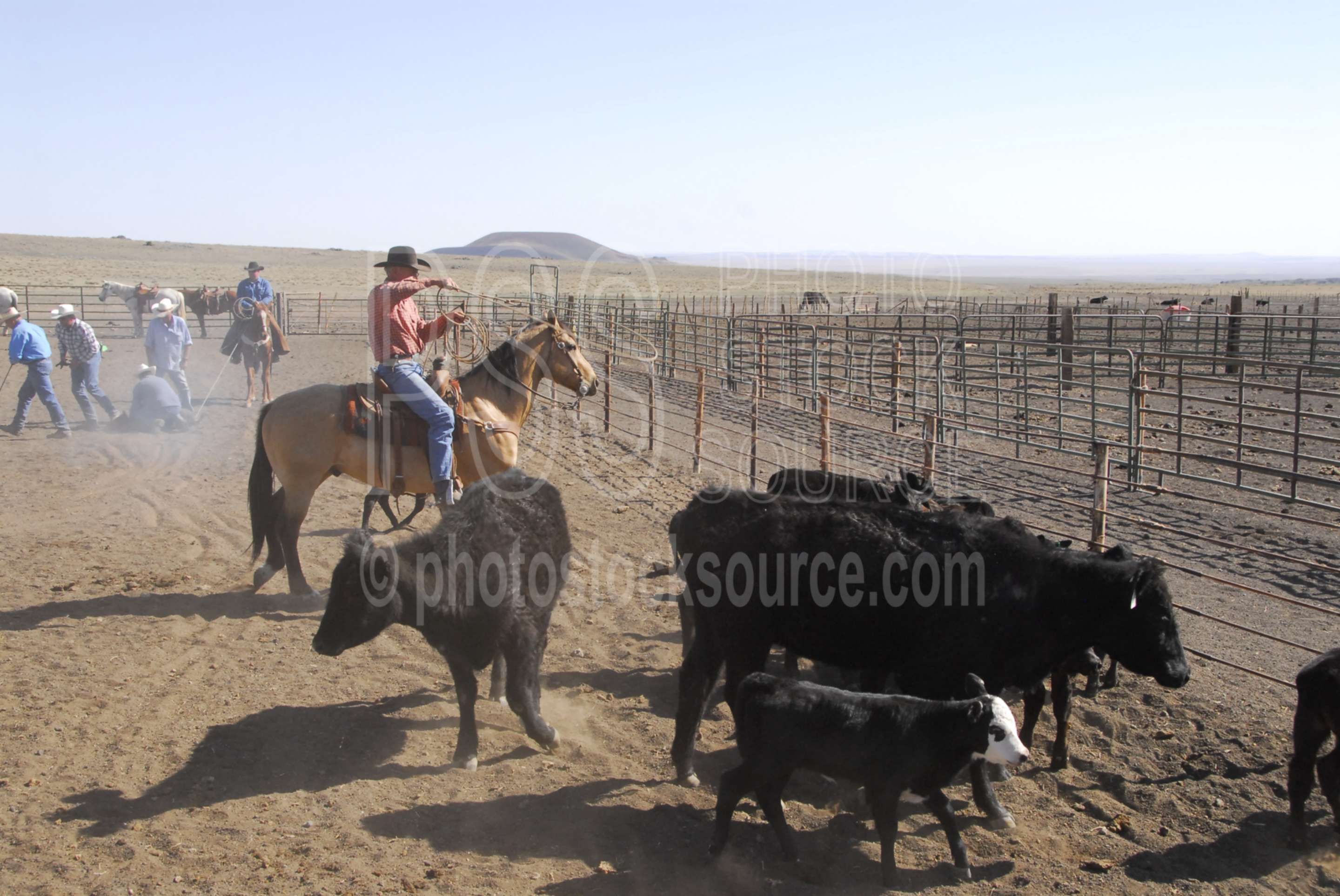 Cowboys Roping Gallery