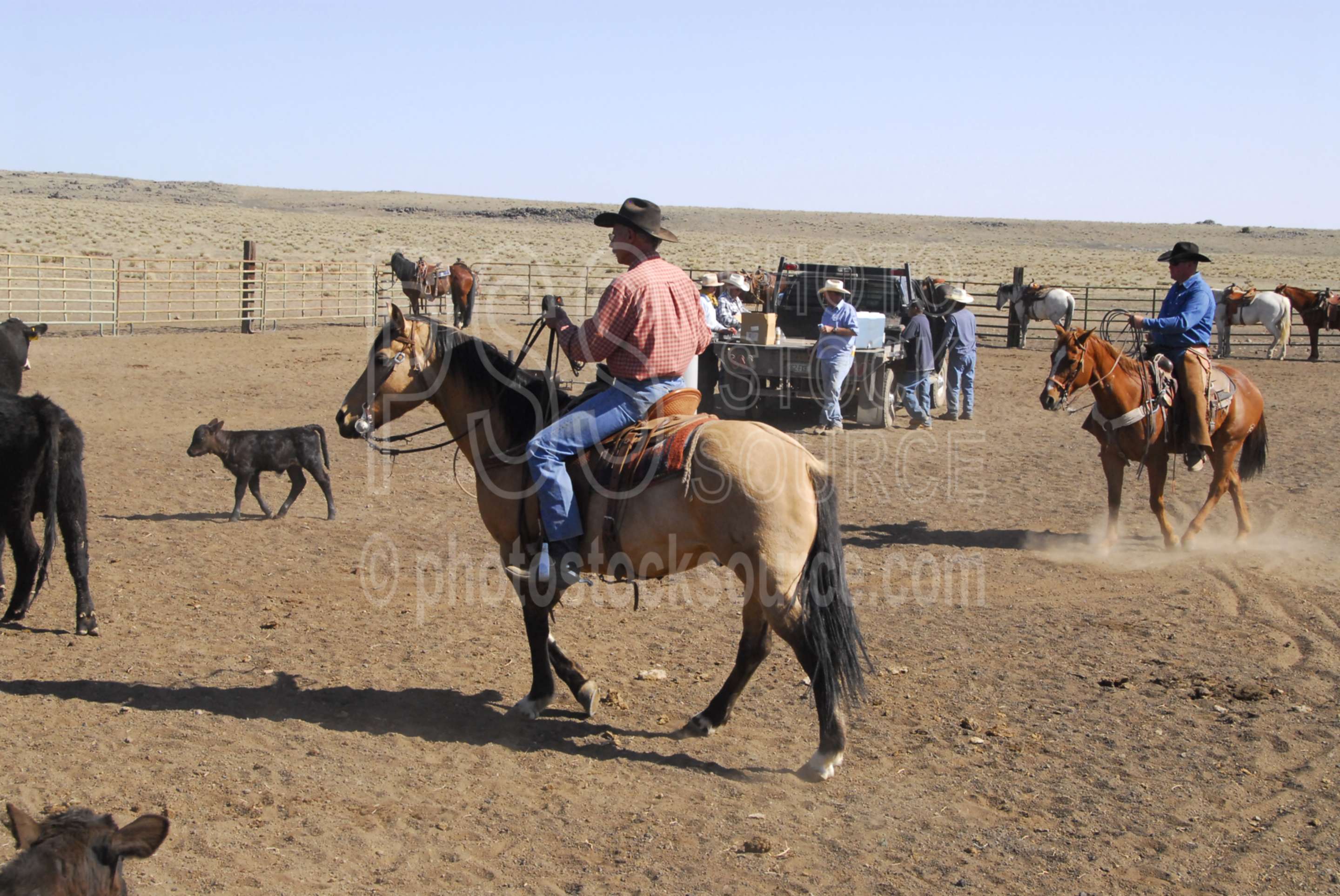 Cowboys Roping Gallery
