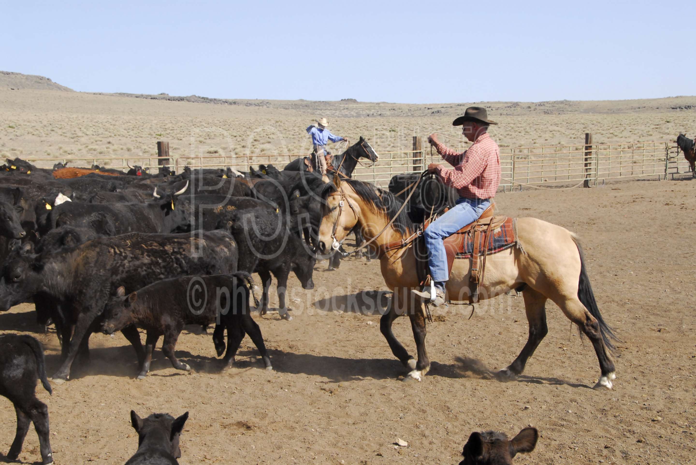 Cowboys Roping Gallery