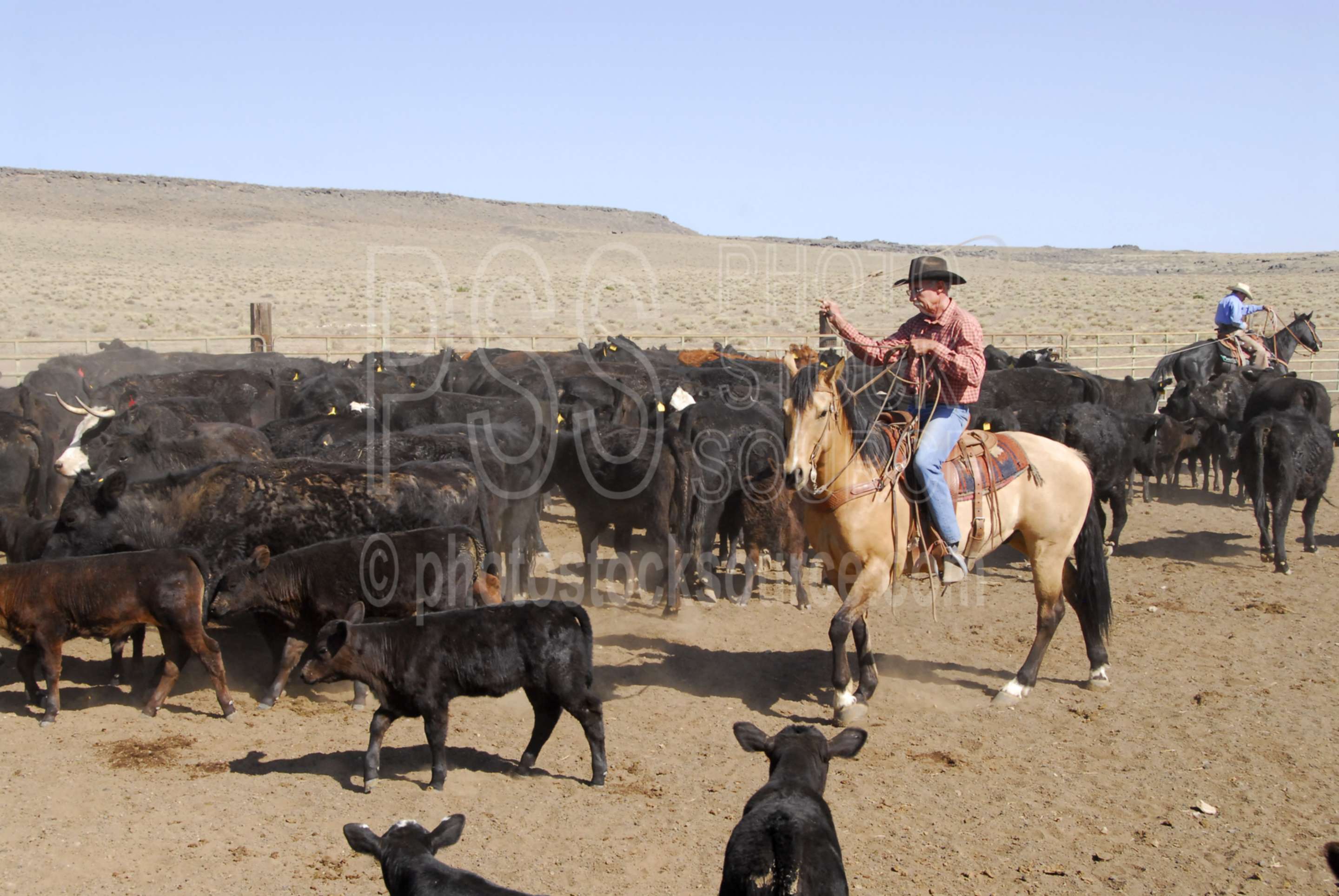 Cowboys Roping Gallery