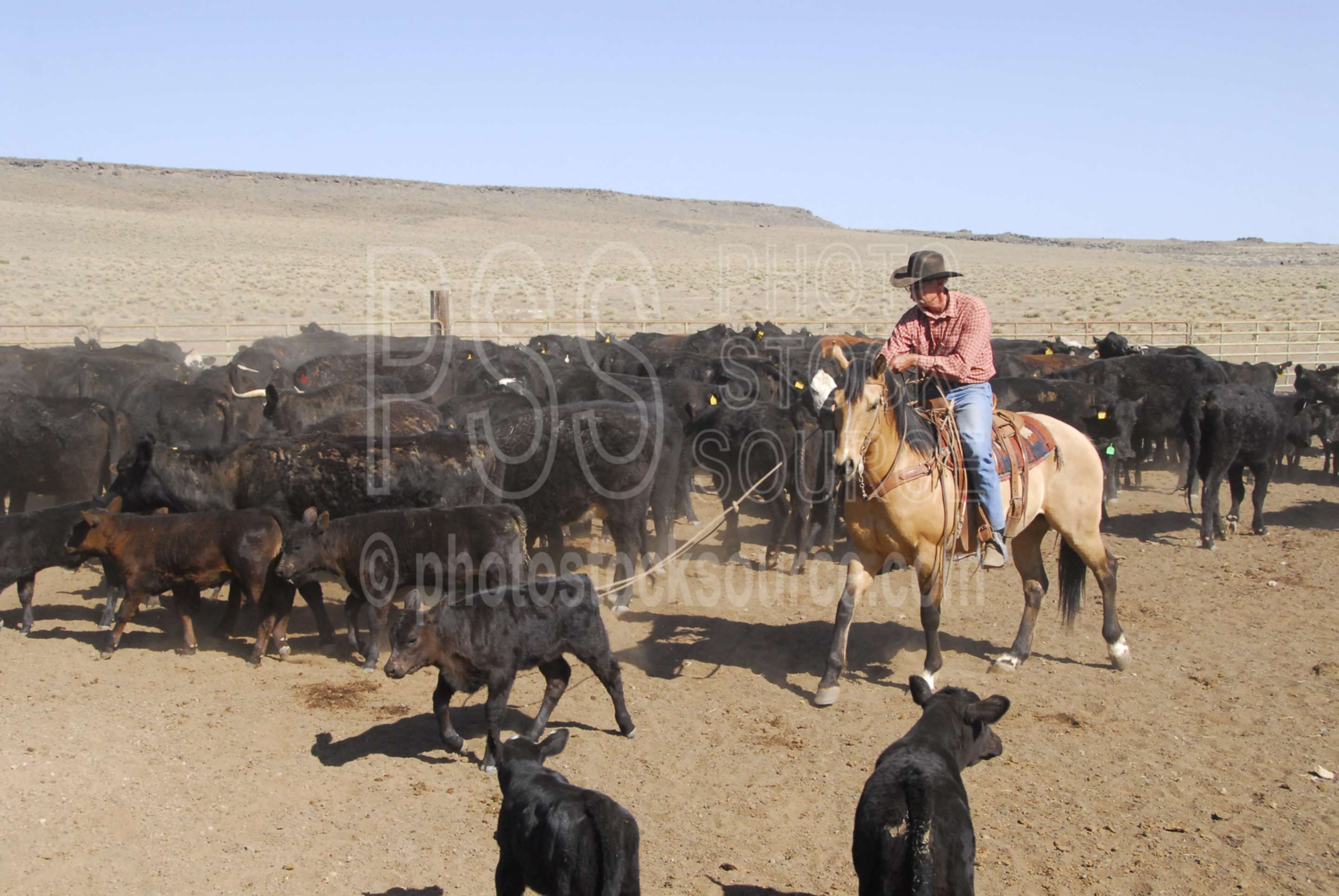 Cowboys Roping Gallery