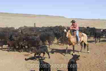 Cowboys Roping Gallery