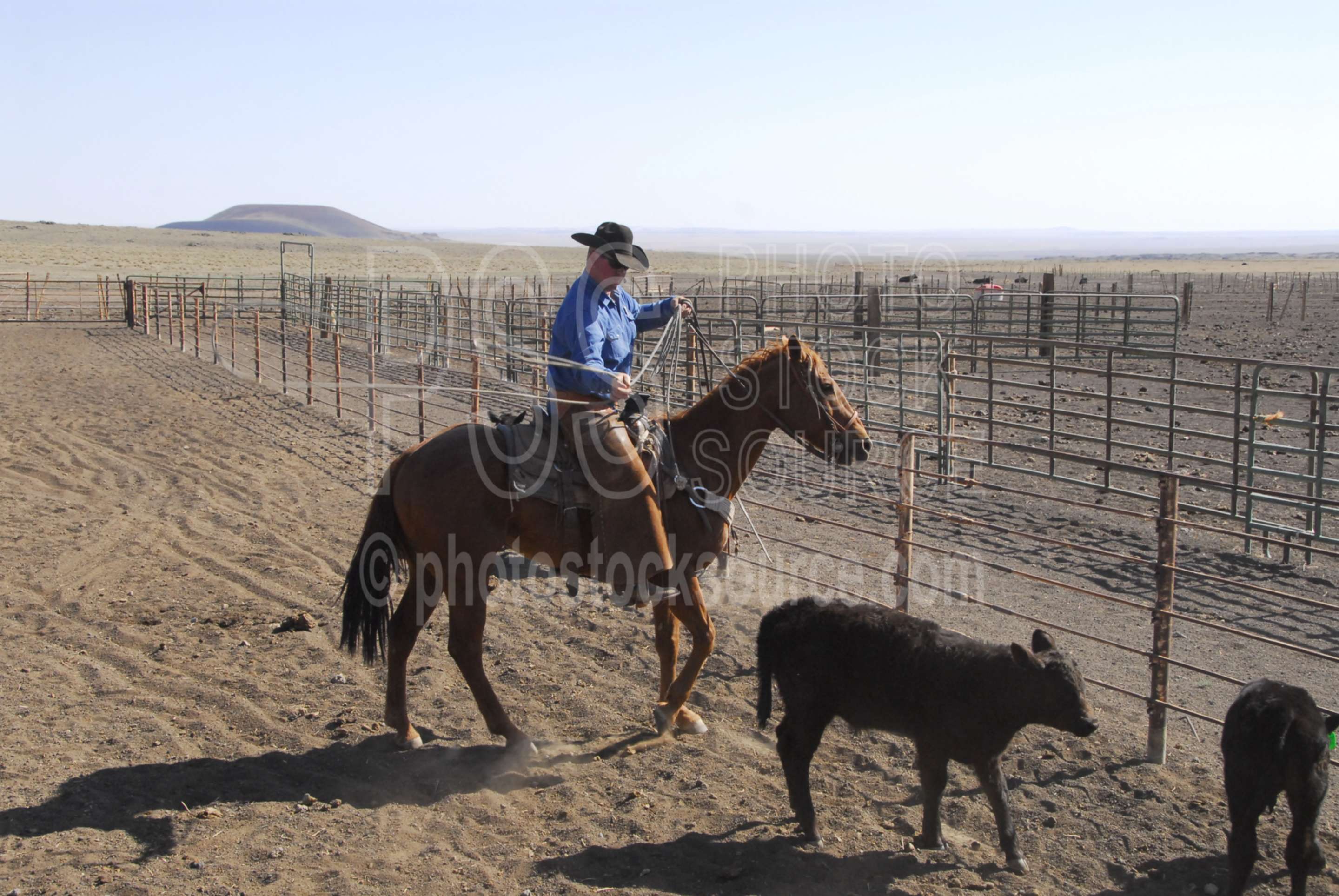 Cowboys Roping Gallery