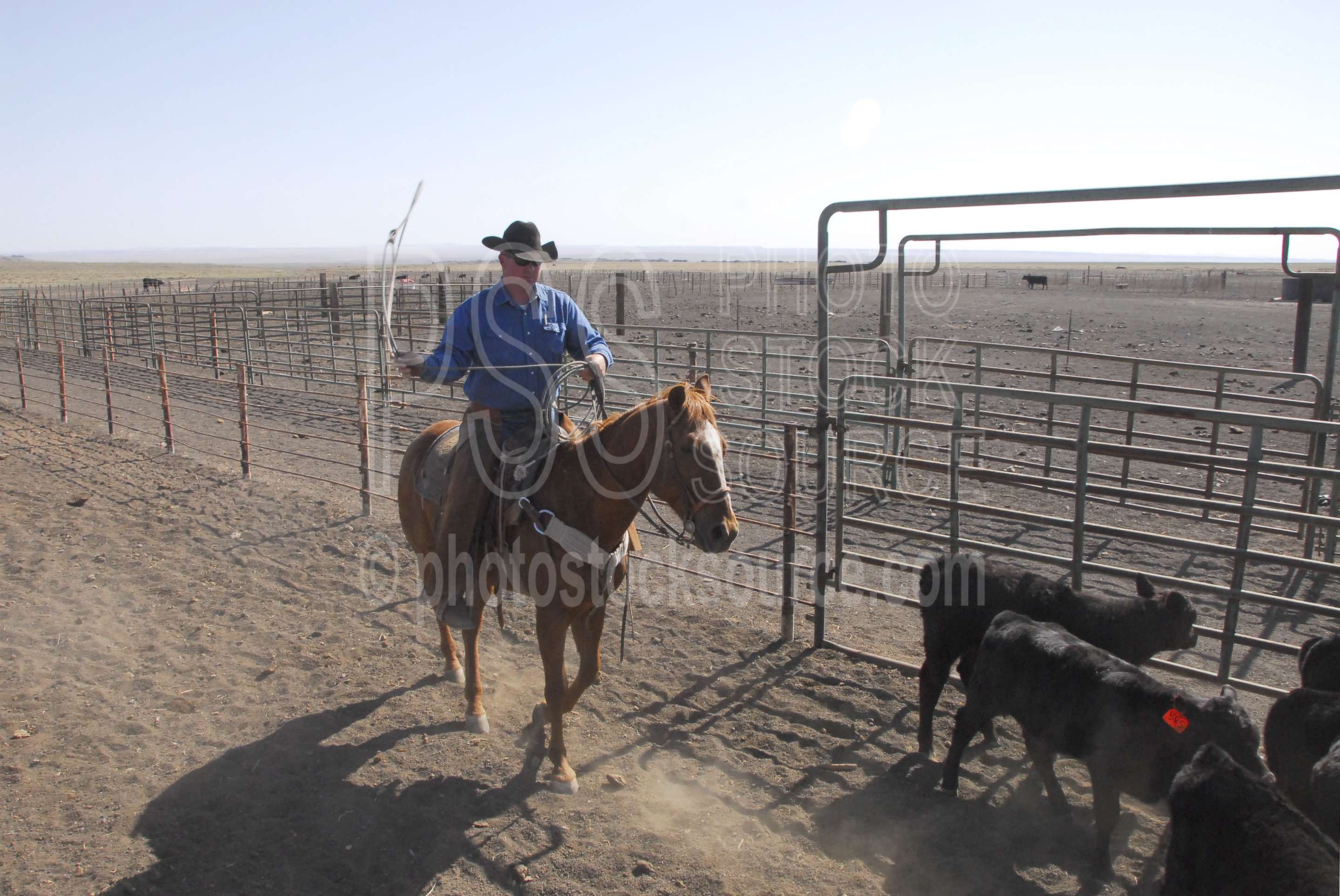 Cowboys Roping Gallery