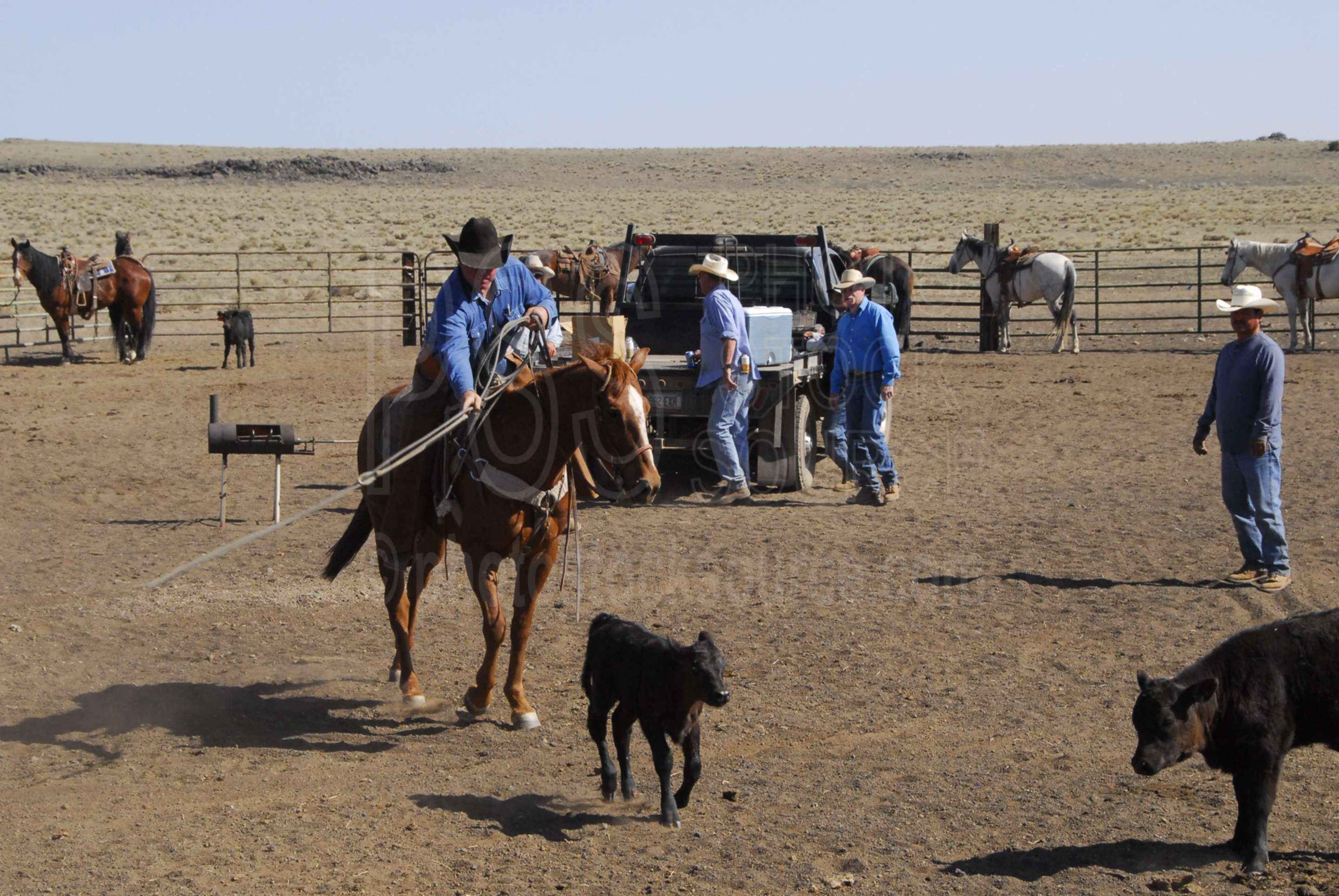 Cowboys Roping Gallery