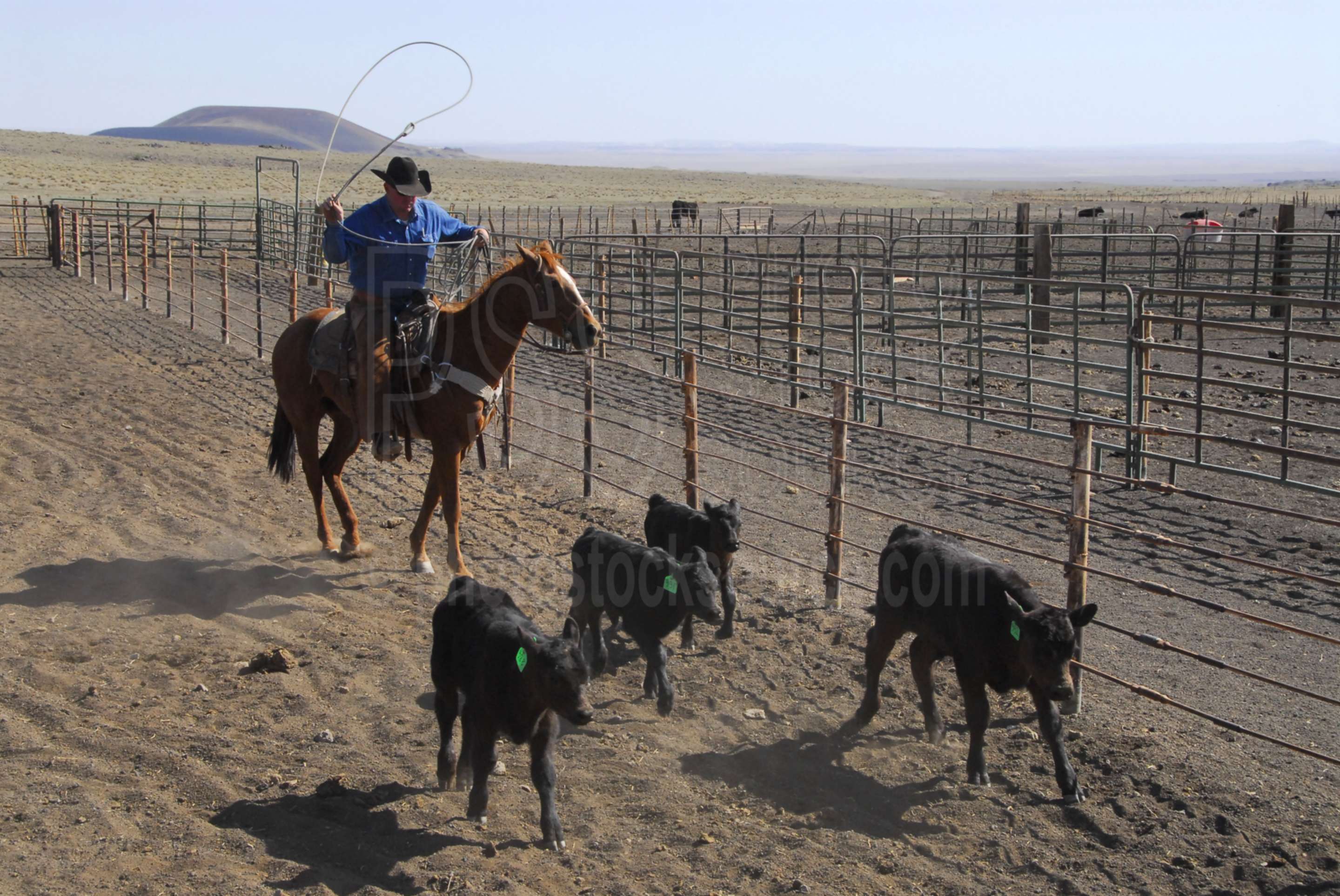 Cowboys Roping Gallery