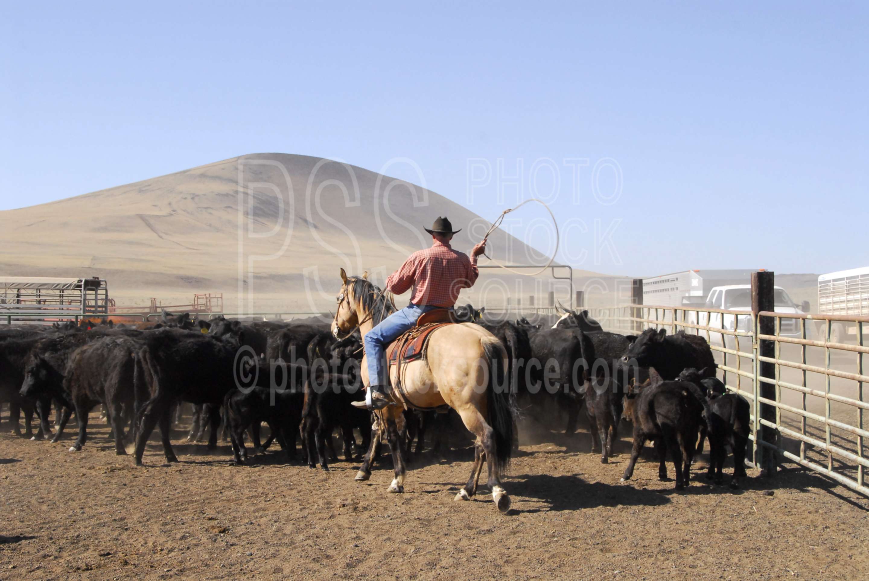 Cowboys Roping Gallery
