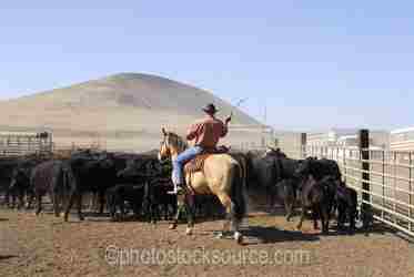 Cowboys Roping Gallery