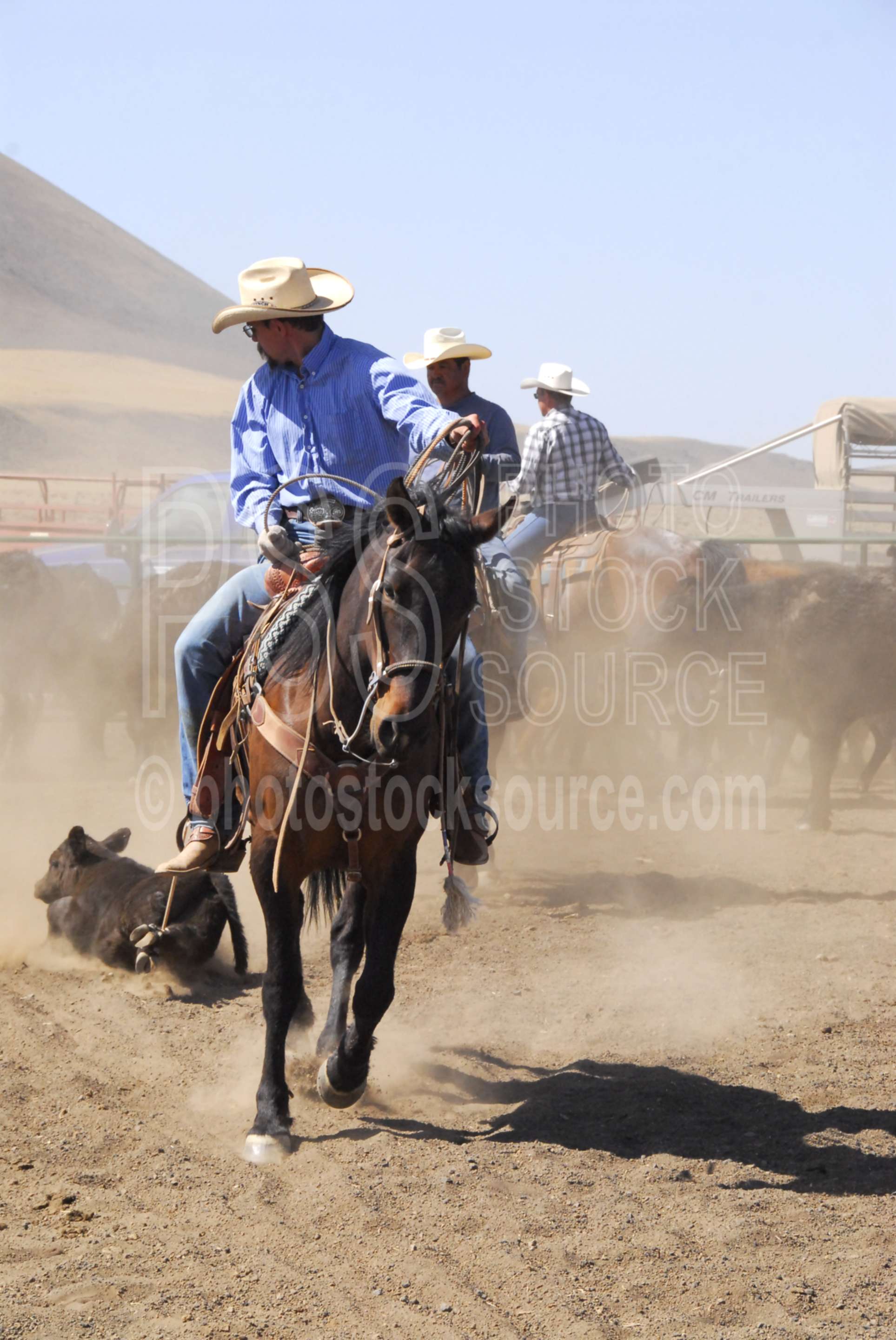 Cowboys Roping Gallery