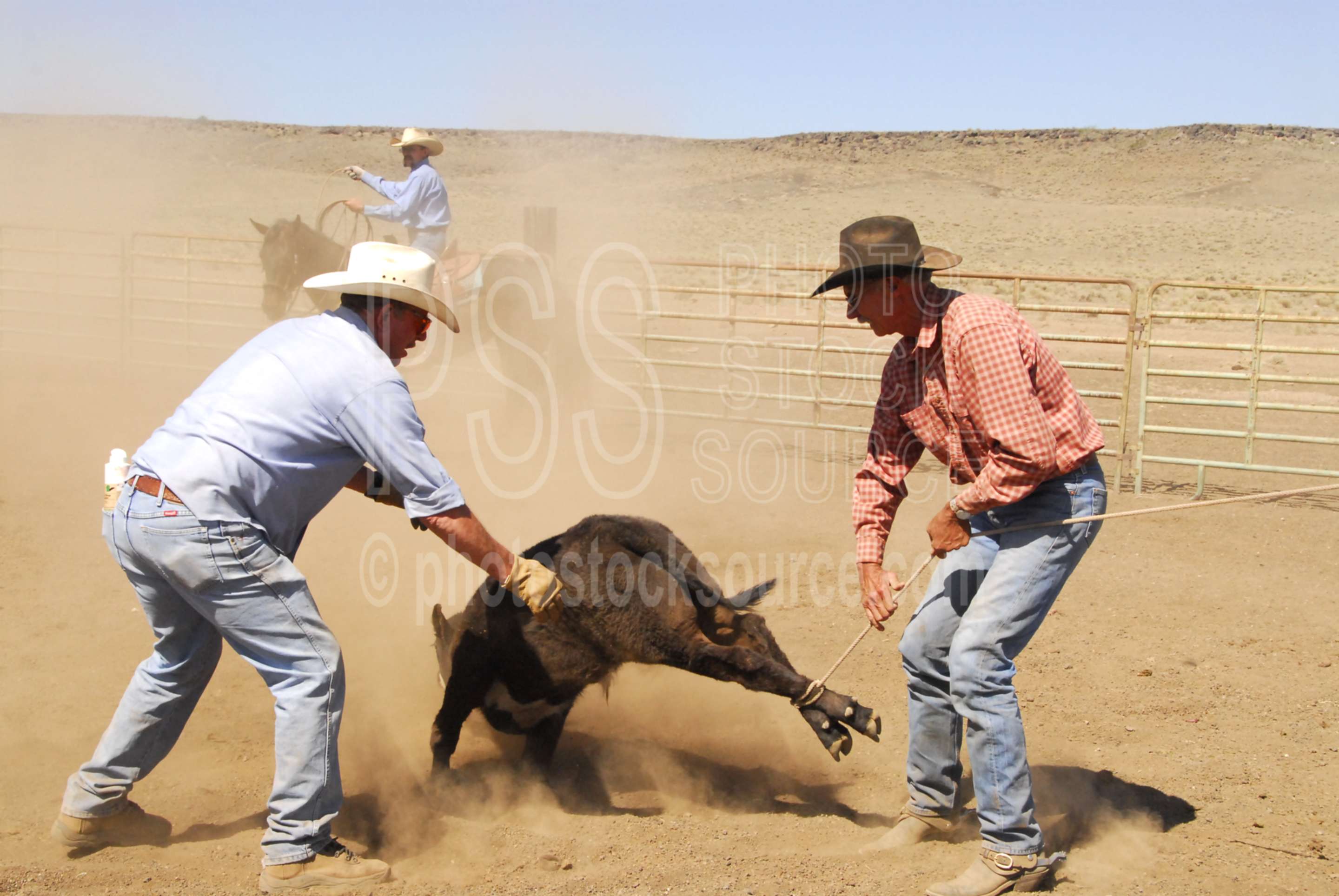 Cowboys Roping Gallery