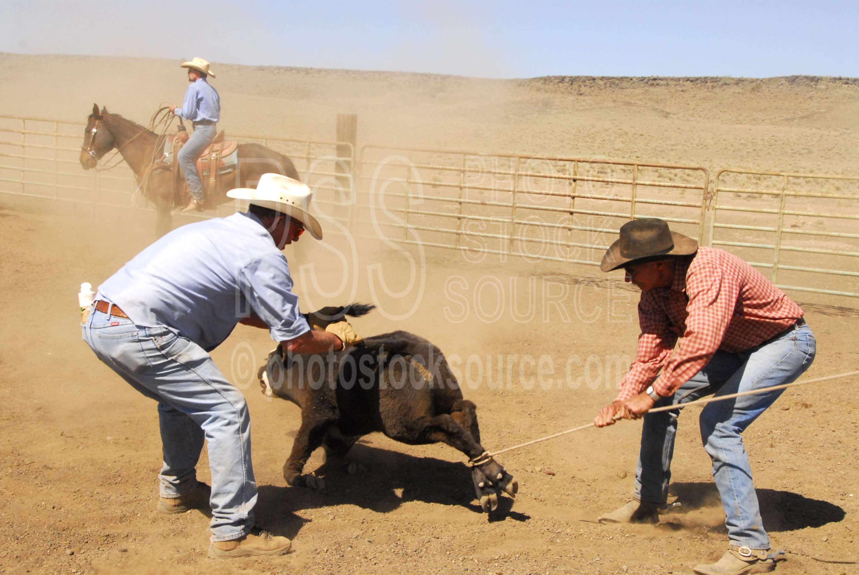 Cowboys Roping Gallery