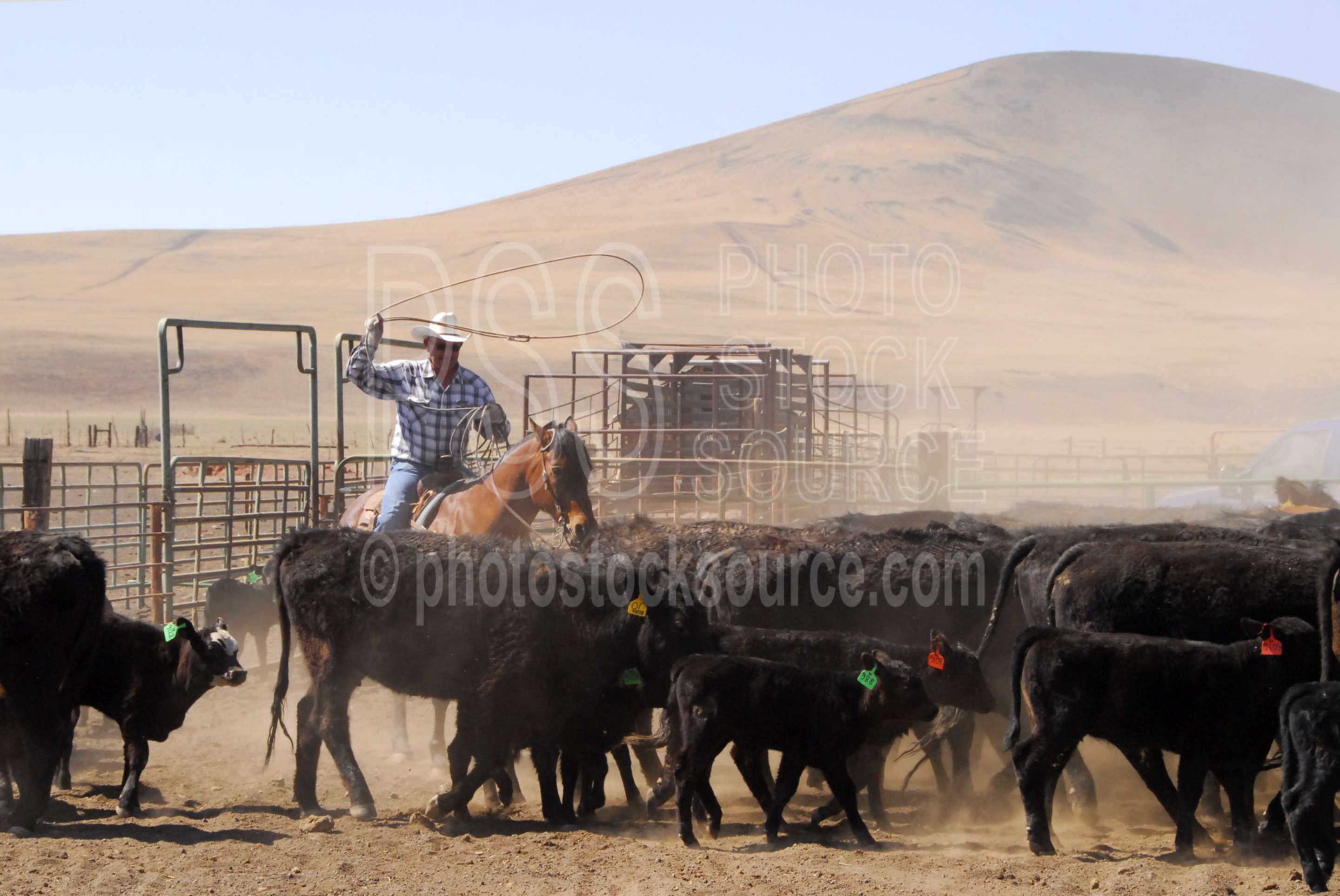 Cowboys Roping Gallery