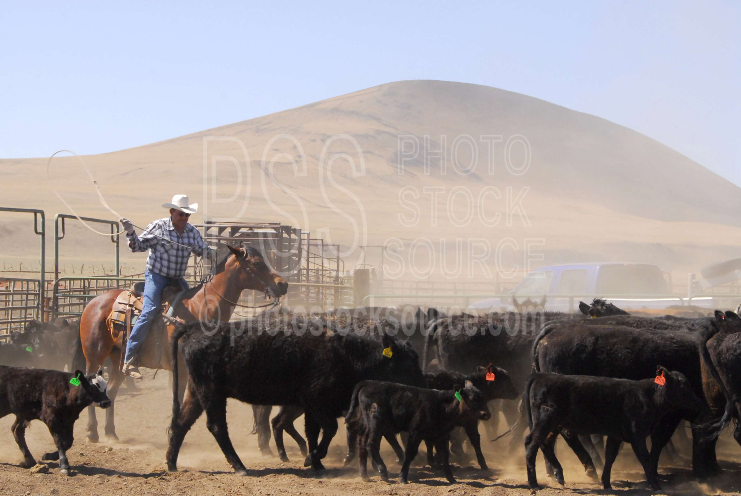 Cowboys Roping Gallery