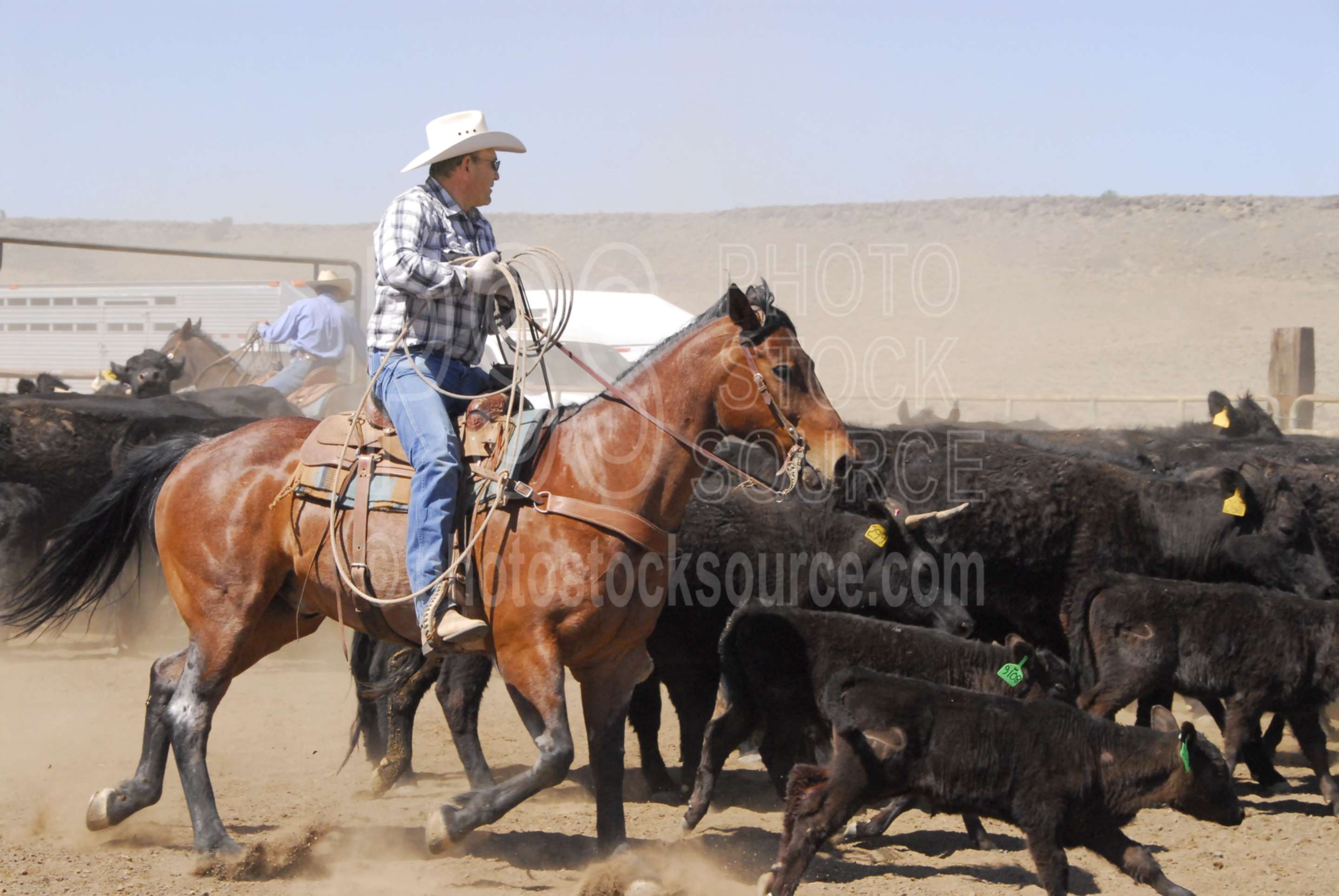 Cowboys Roping Gallery