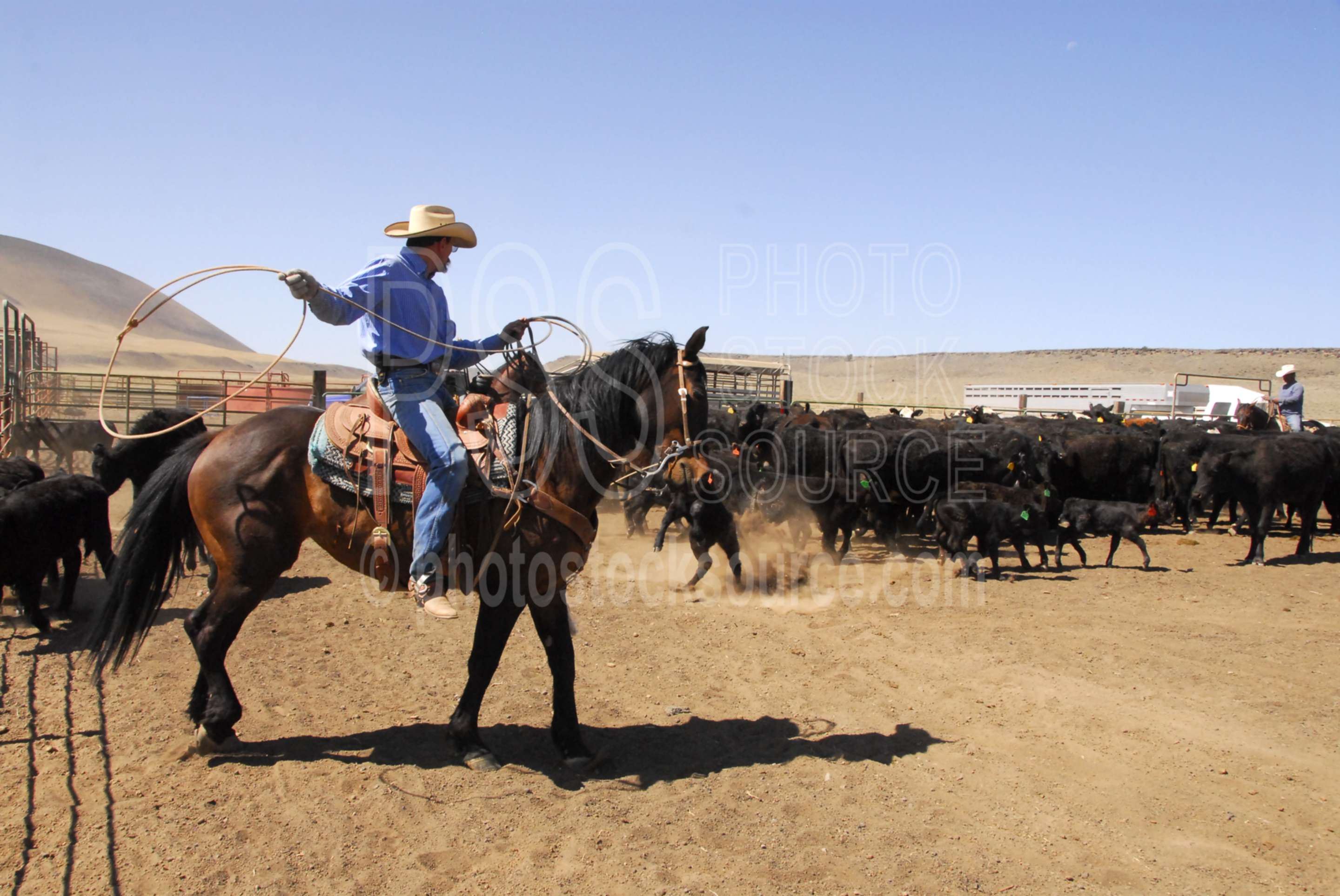 Cowboys Roping Gallery