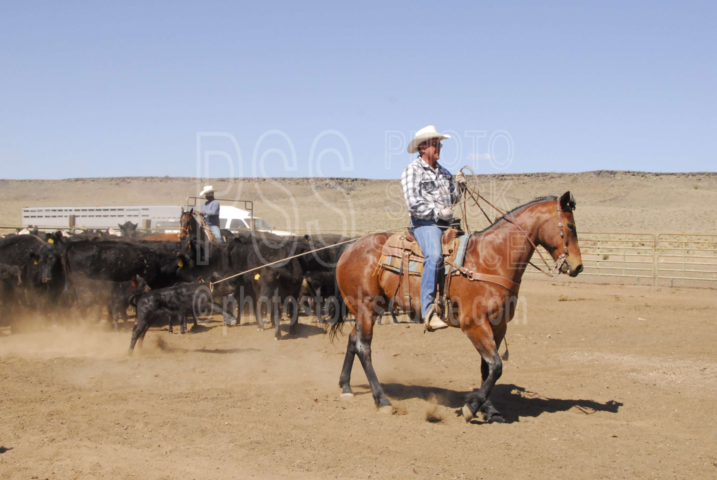 Cowboys Roping Gallery