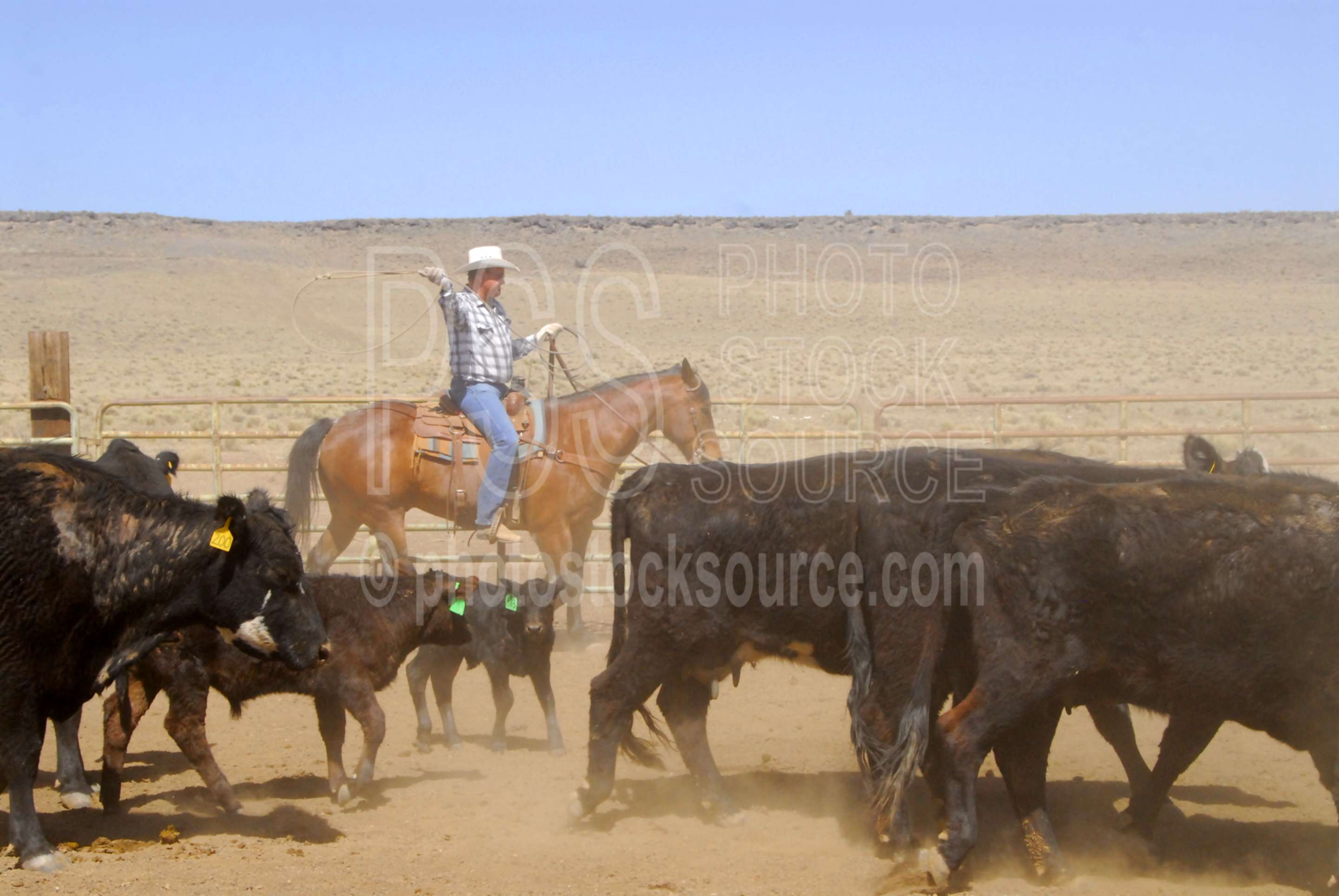 Cowboys Roping Gallery