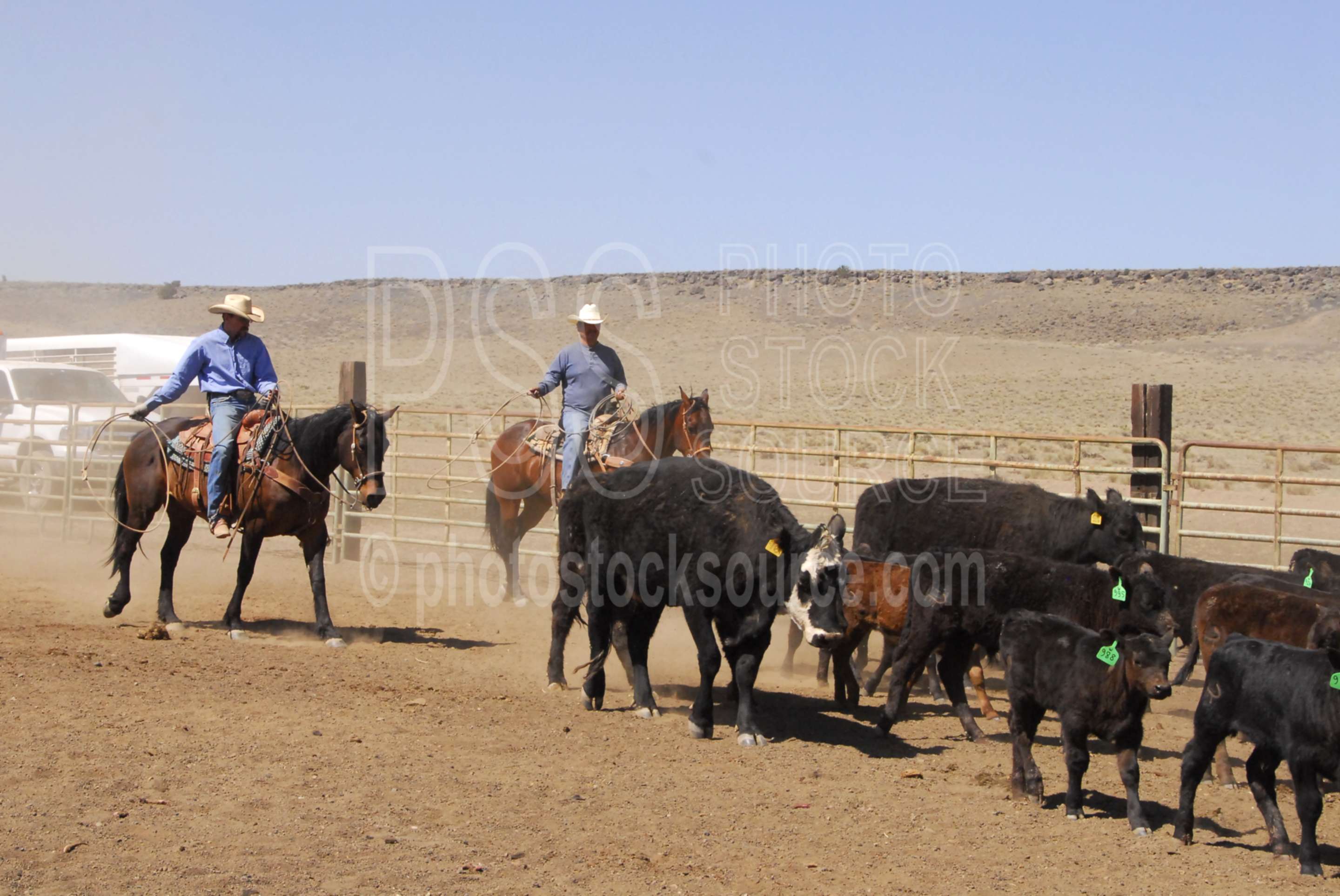 Cowboys Roping Gallery