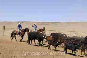 Cowboys Roping Gallery