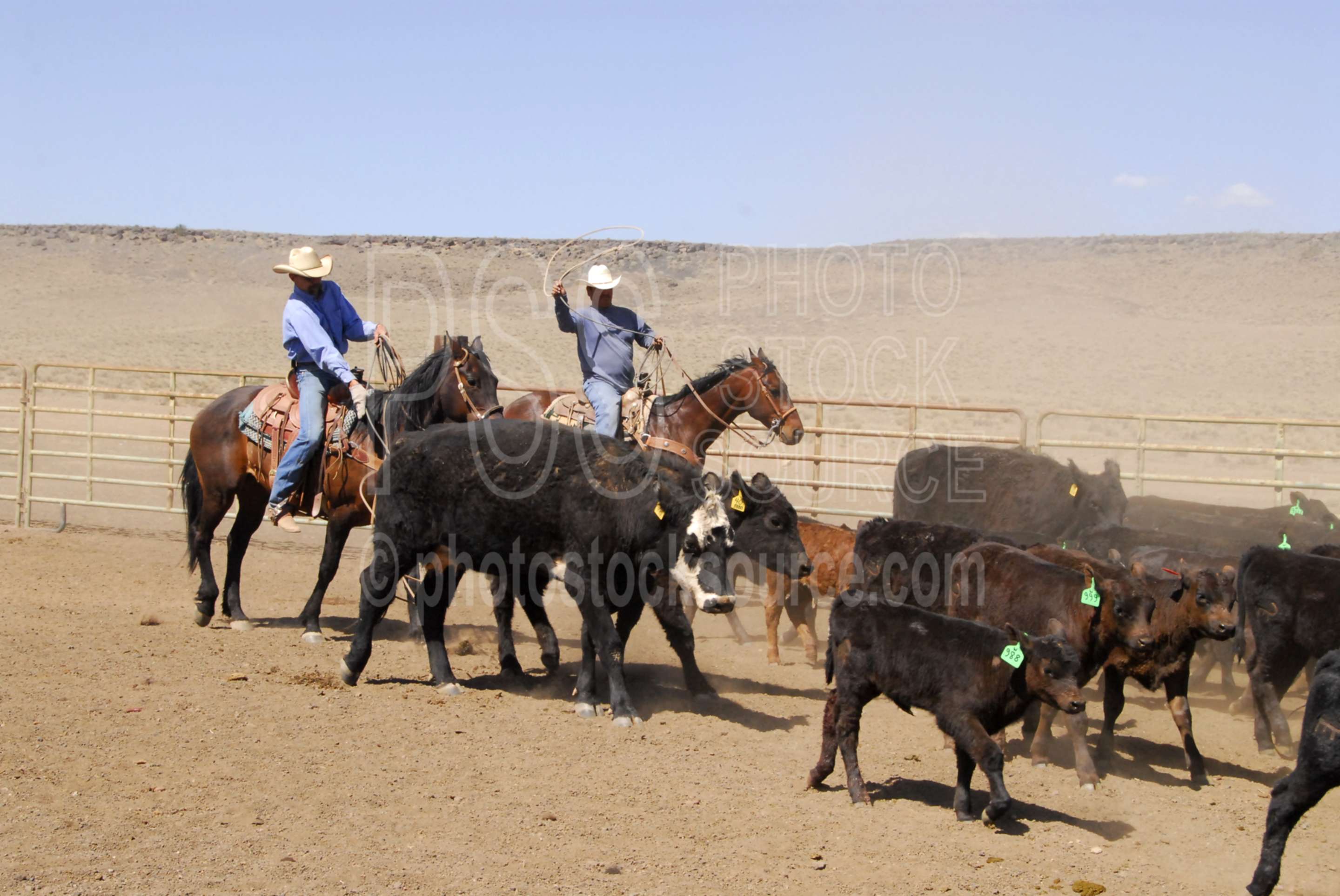 Cowboys Roping Gallery
