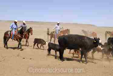Cowboys Roping Gallery