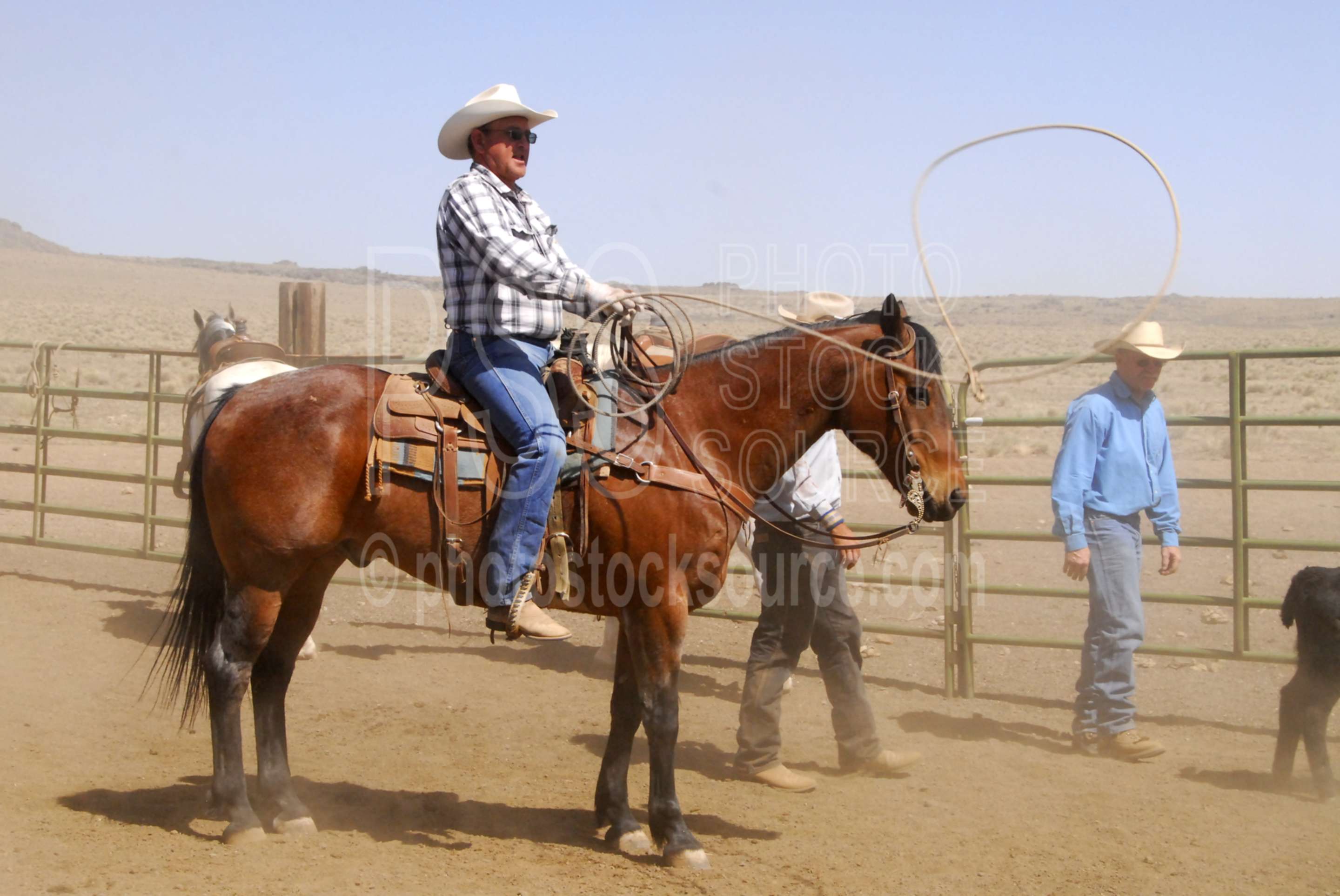 Cowboys Roping Gallery