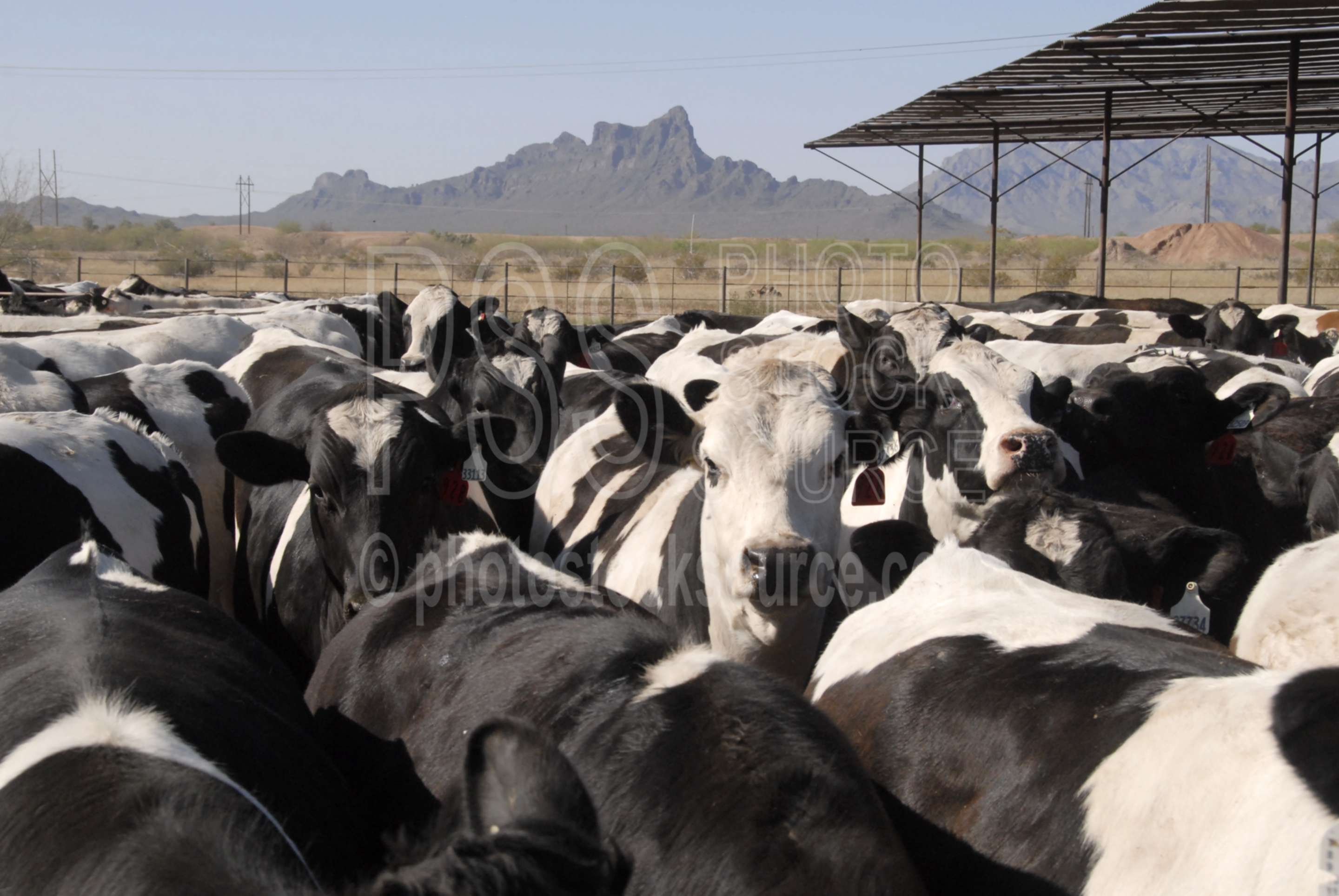 Farm Animals Gallery