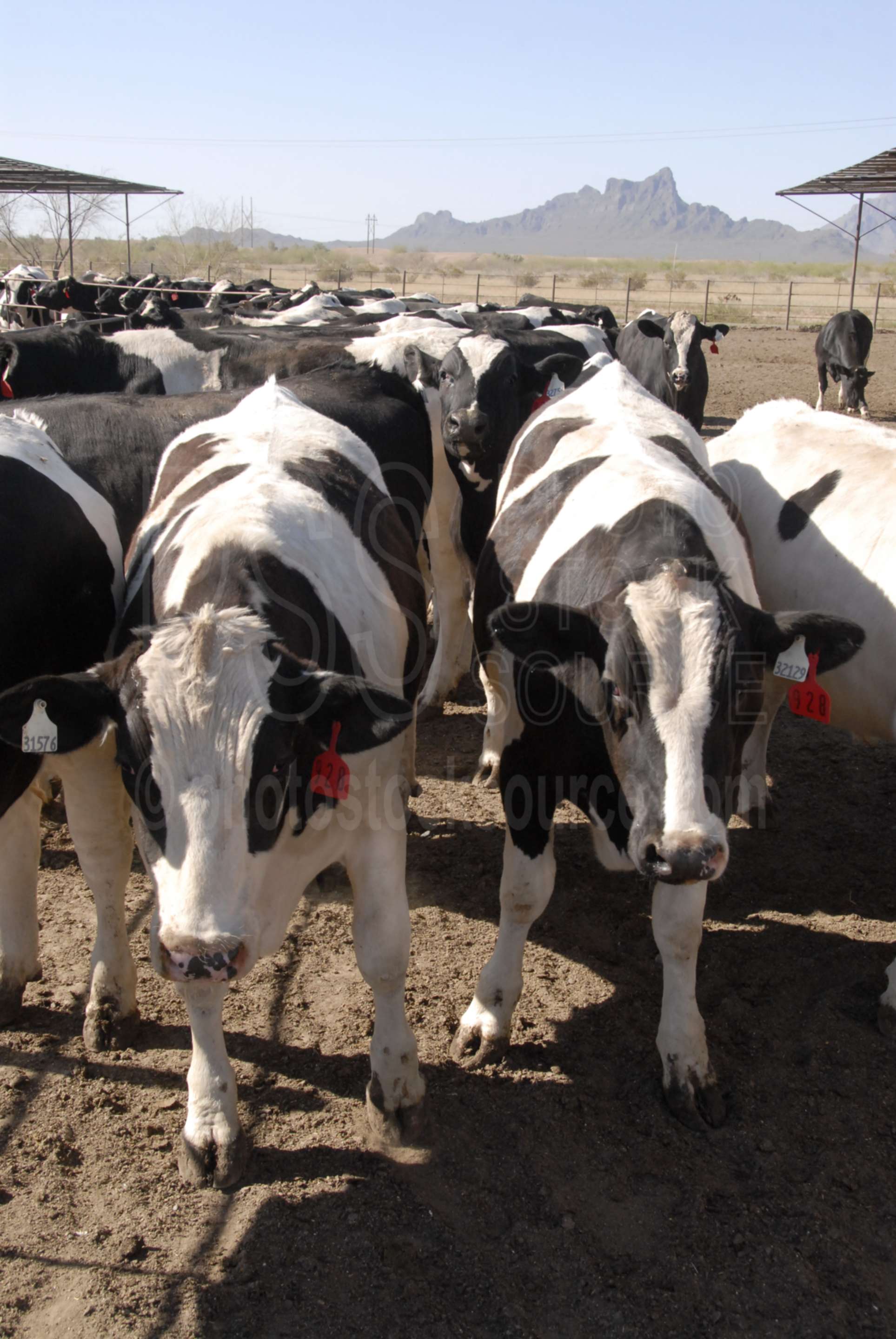 Farm Animals Gallery