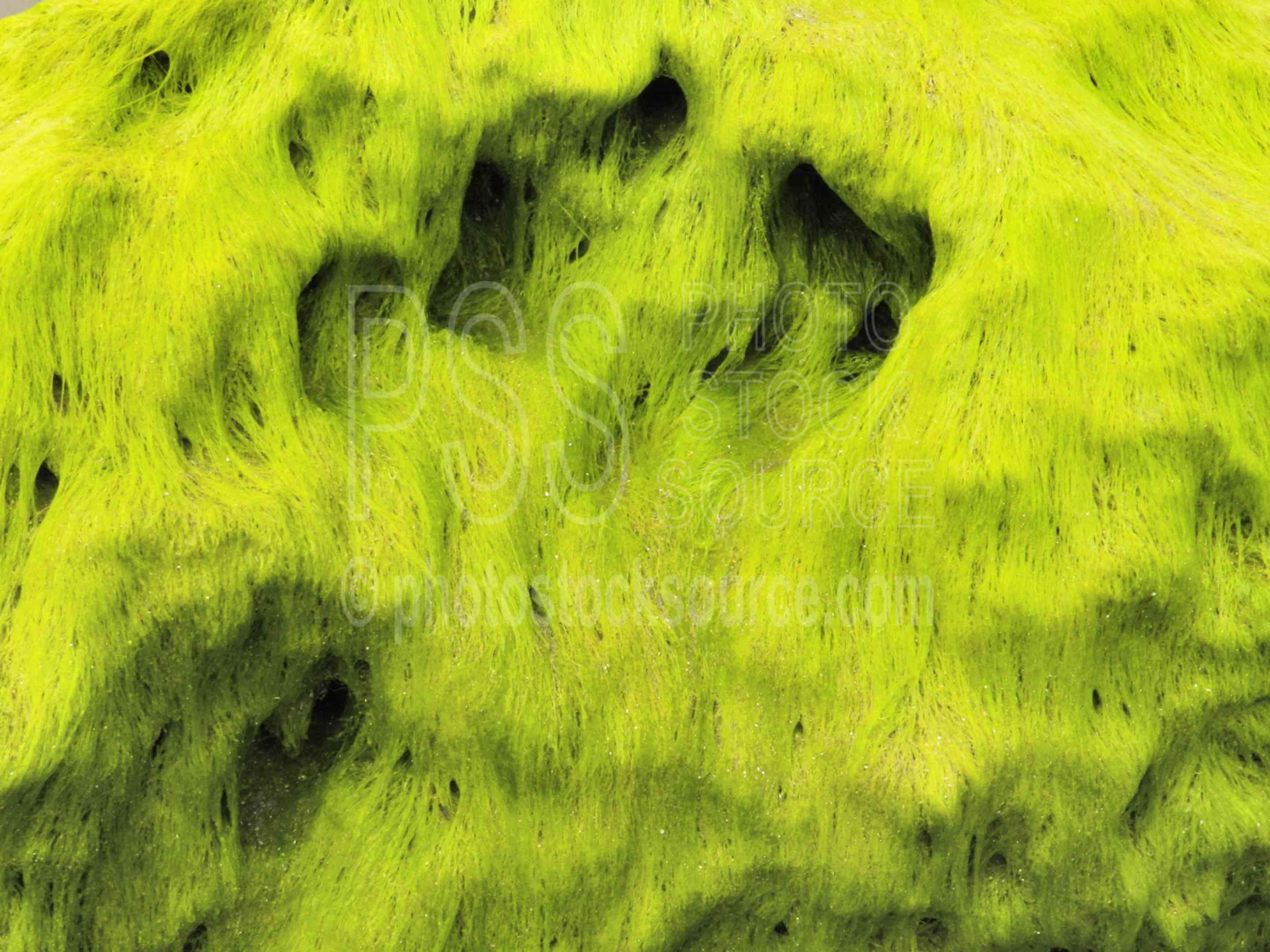 Plants Abstracts Gallery