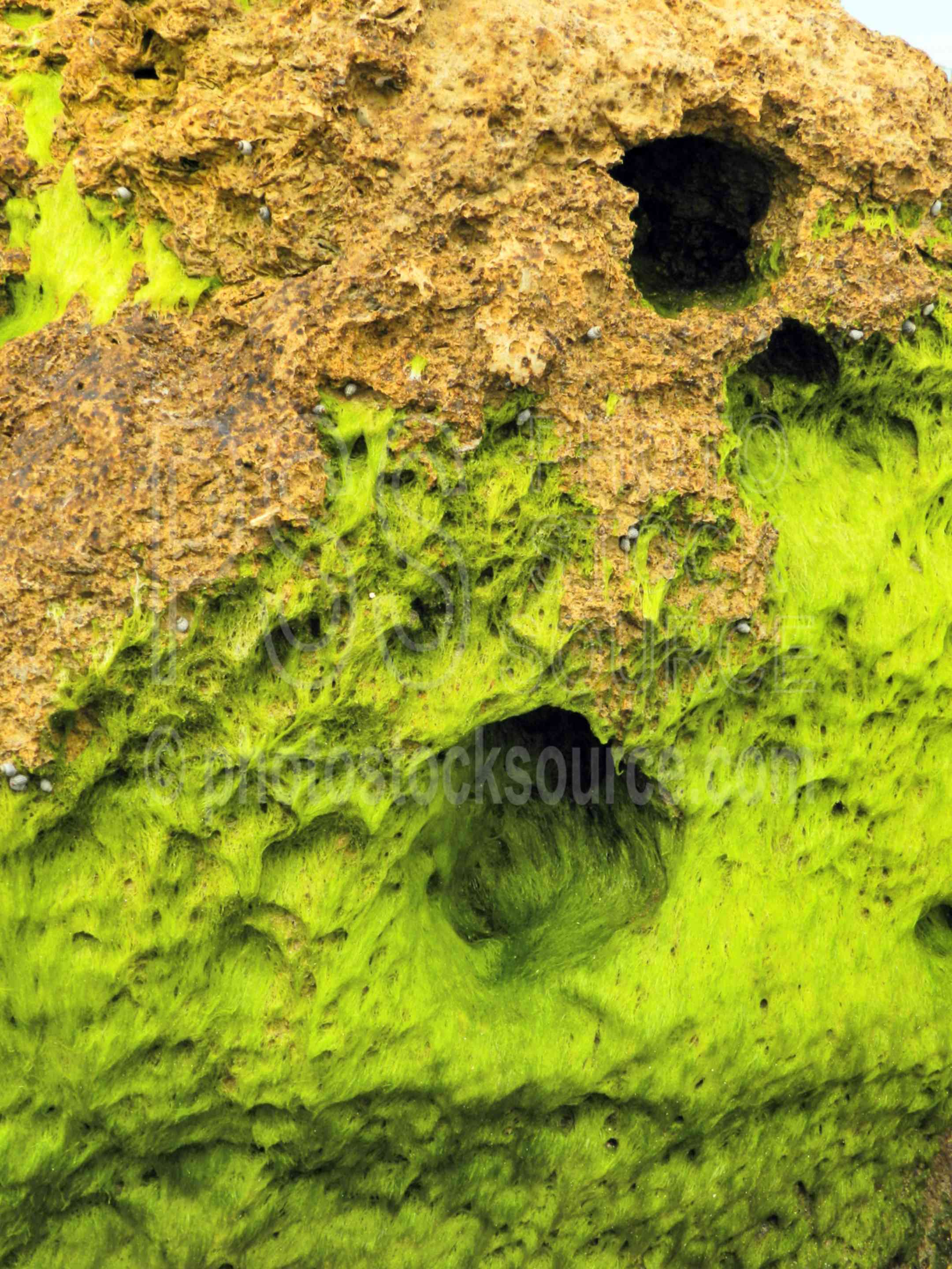 Plants Abstracts Gallery