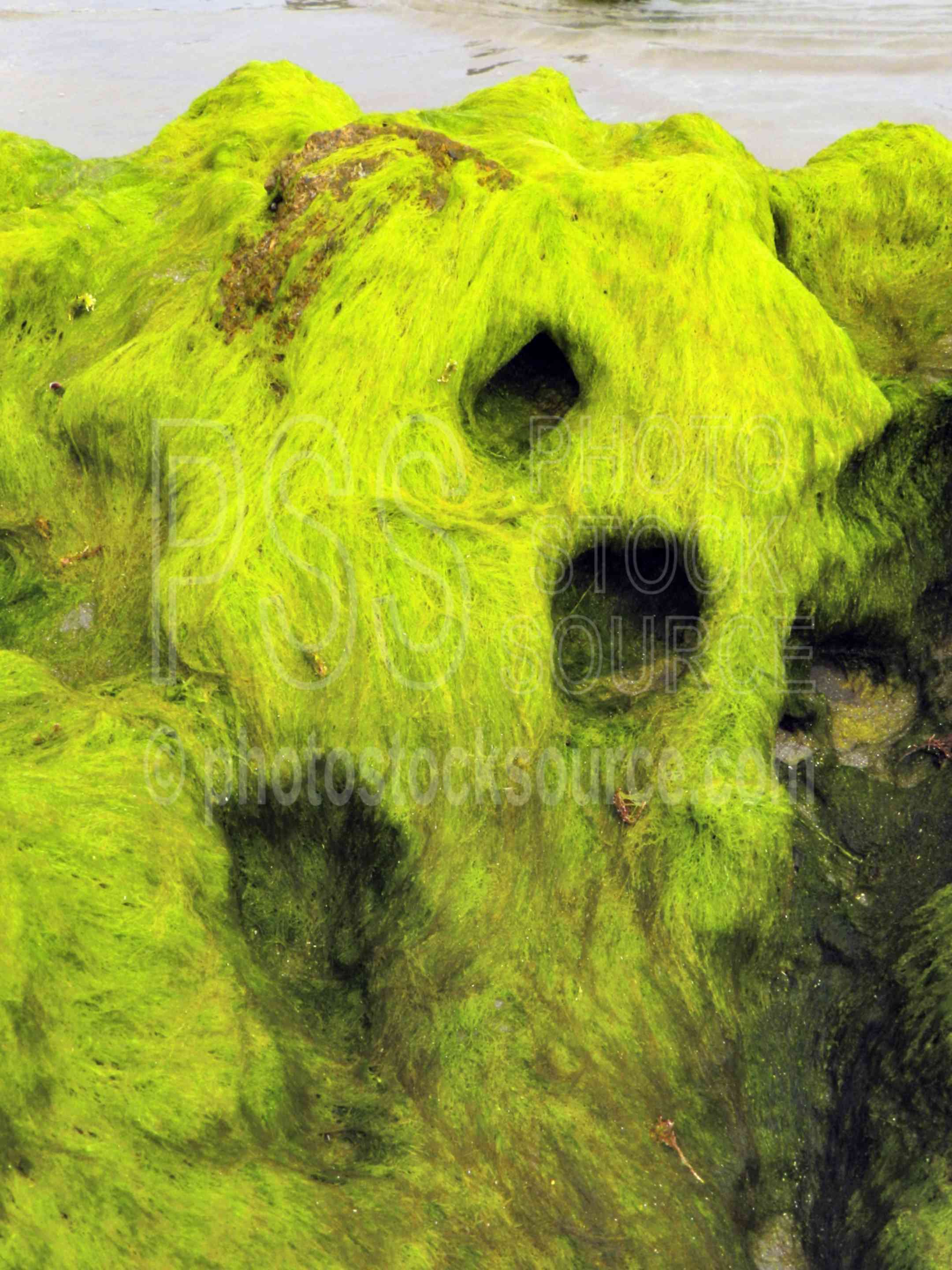 Plants Abstracts Gallery