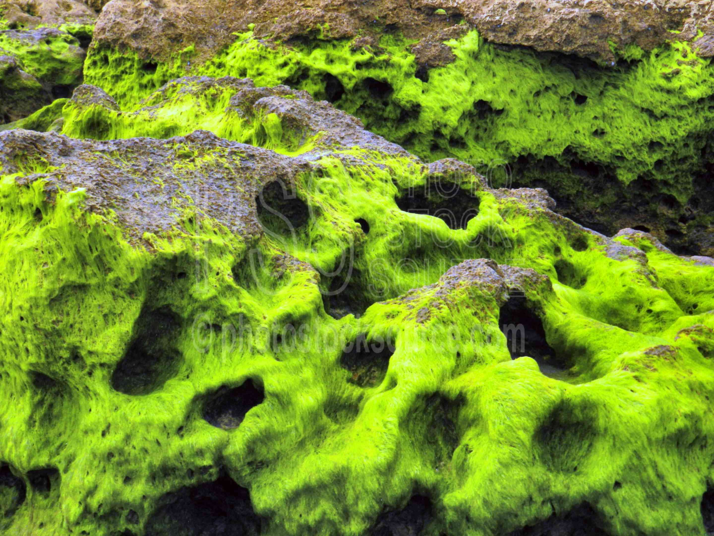 Art Showcase Gallery