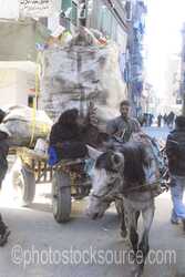 Egyptian Wagons & Carriages Gallery