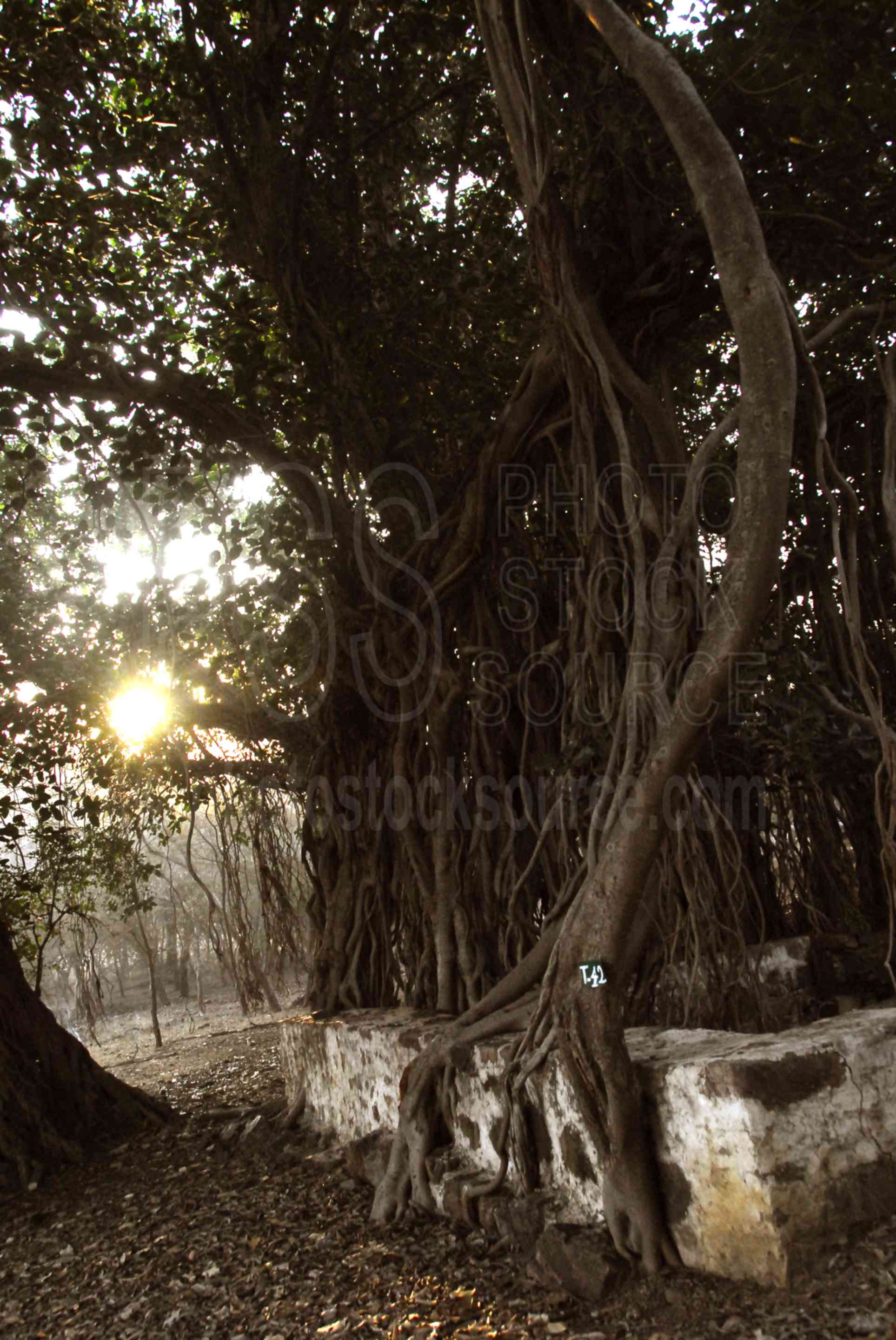 Ranthambore National Park Gallery